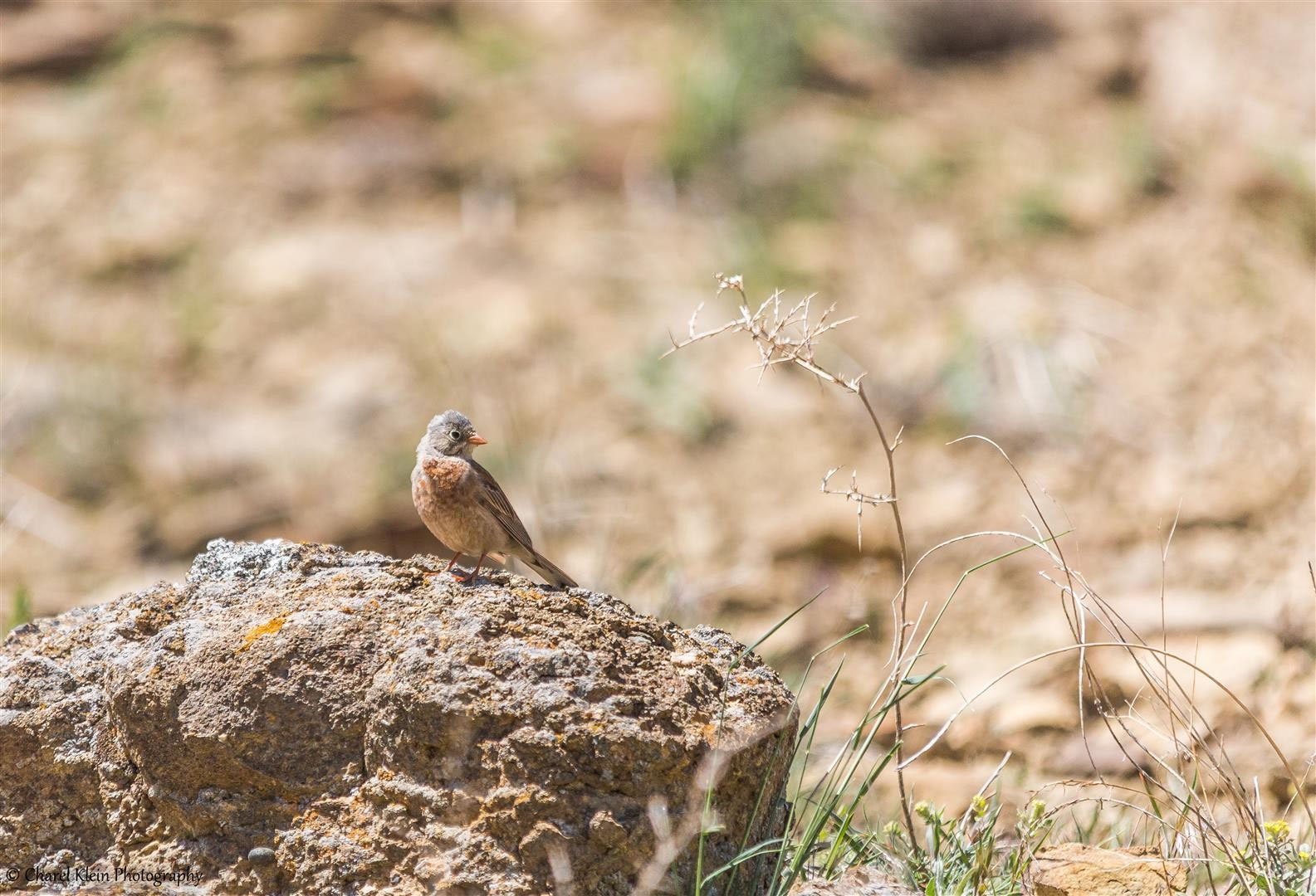 Grey-necked Bunting - Charel Klein Photography