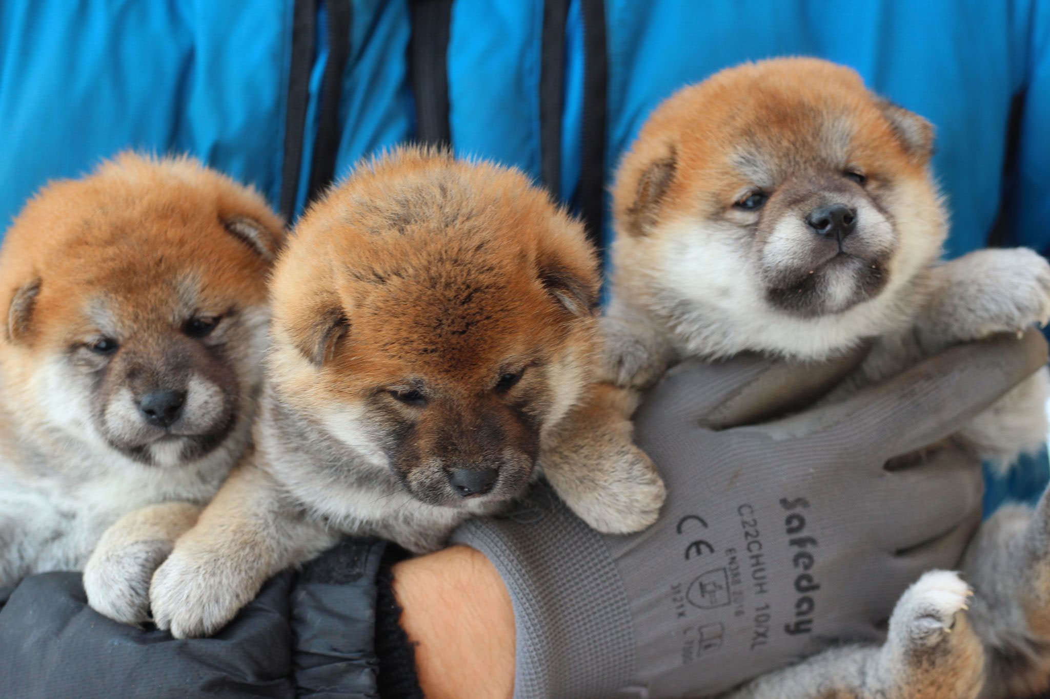 OUR SHIBA PUPPIES - rpbs Jimdo-Page!