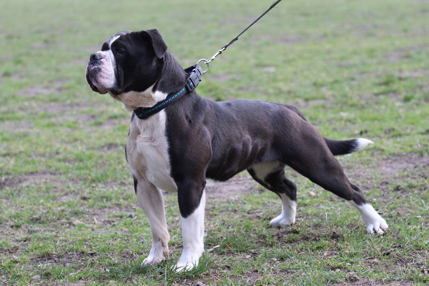 Wurfplanung - Continental-Bulldog-Welpen und -Zucht "vom Kellergeist"