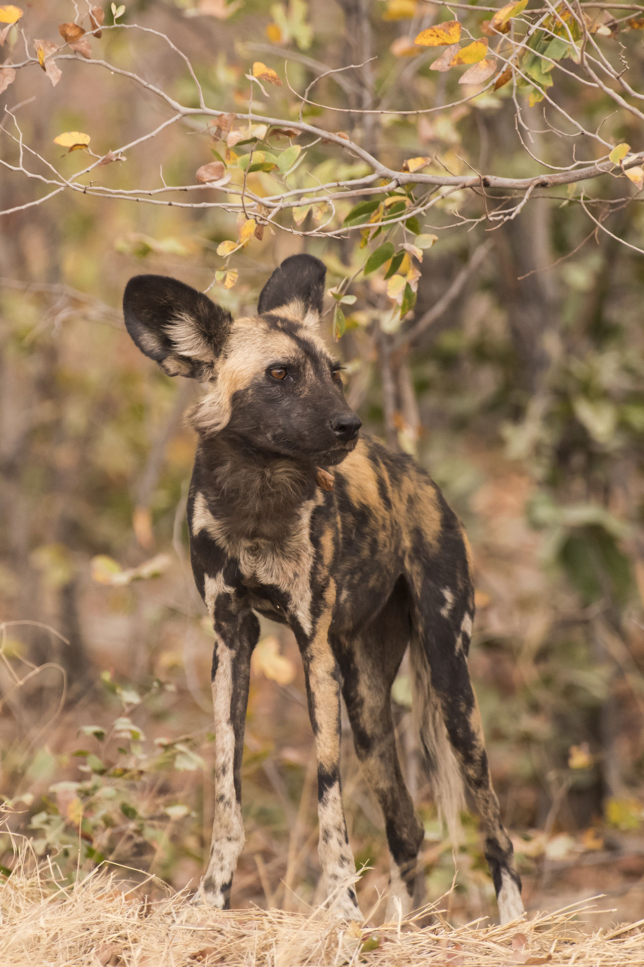 Lycaons - boutdbrousse