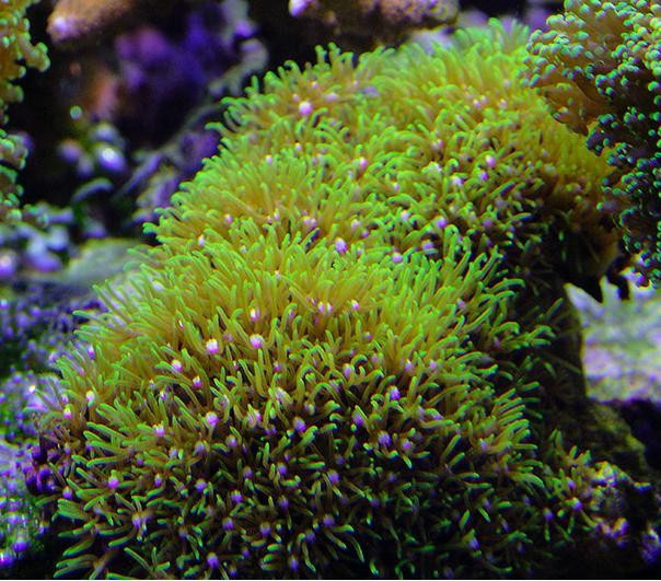 Coralli Molli - Benvenuti su acqualife!