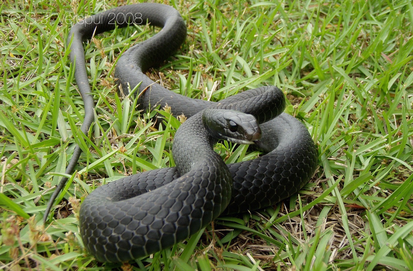 N.C. USA 5 2008 - G.J. Verspui - Amphibian & Reptile Adventures