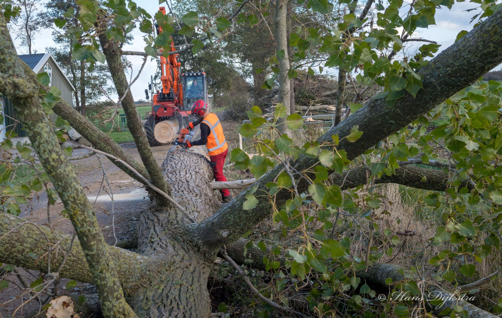 Bomen rooien - Aannemerij & Bomenrooierij P. Veenstra