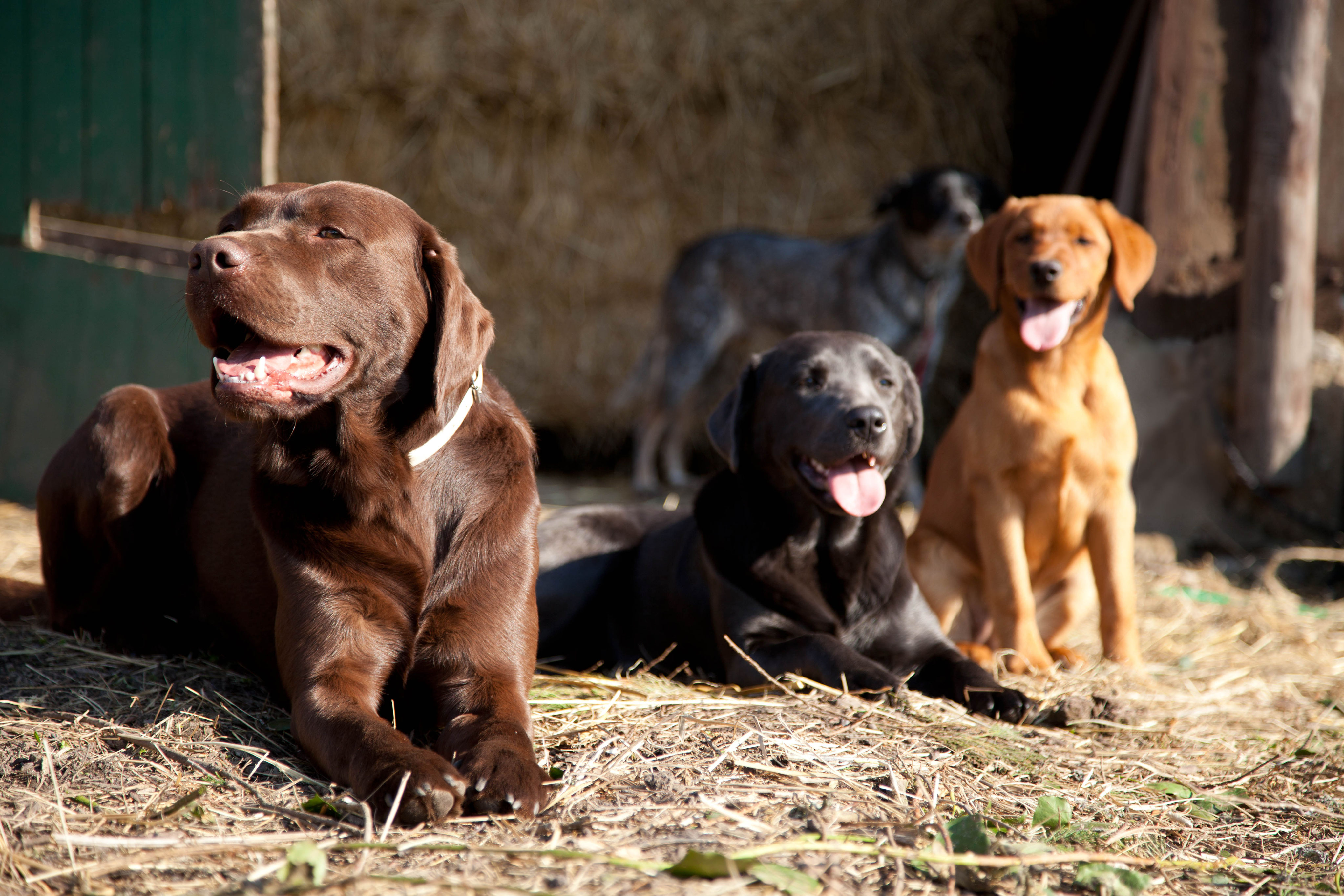 Silber Labradorzucht Schaumburg Lippe. Gesunde, wesensfeste Welpen ...