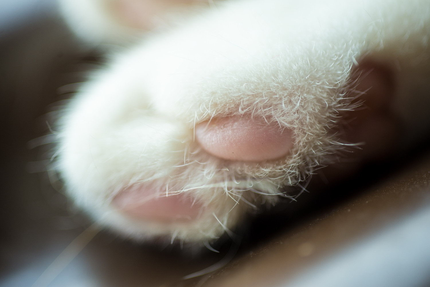 ASFSA - SVBT - ASFSA