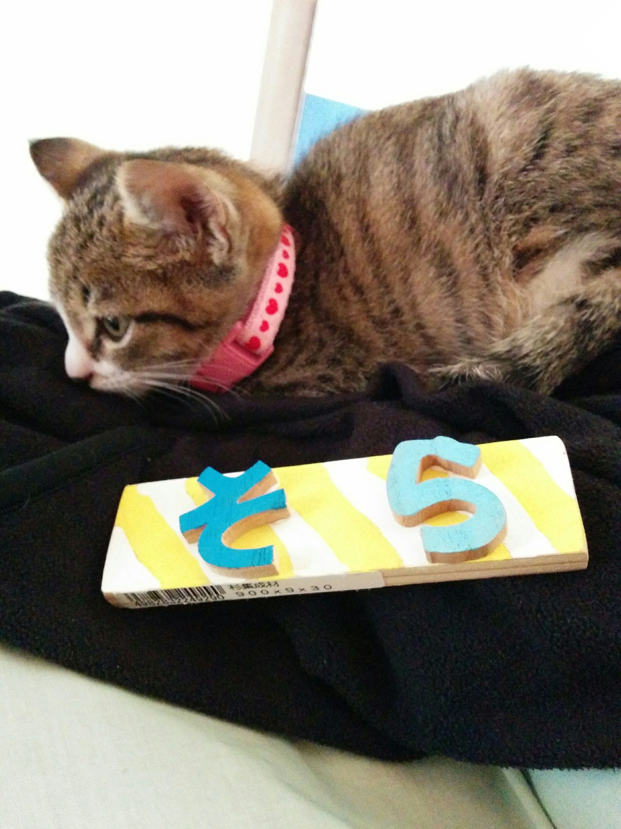 ドットテールズ ホームページ - dot tails