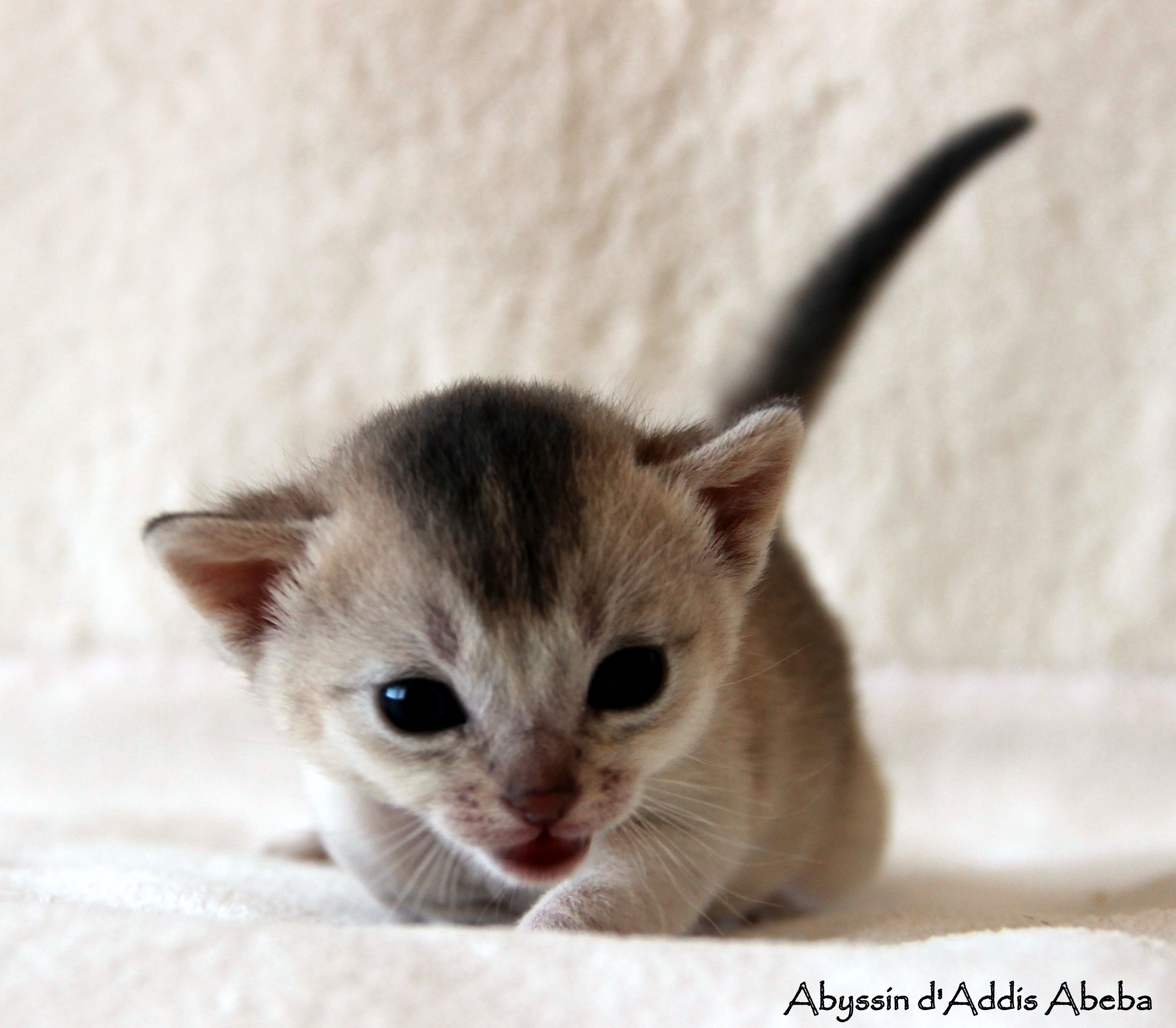 Chatons 2022 - Abyssin silver / Eleveur Abyssin
