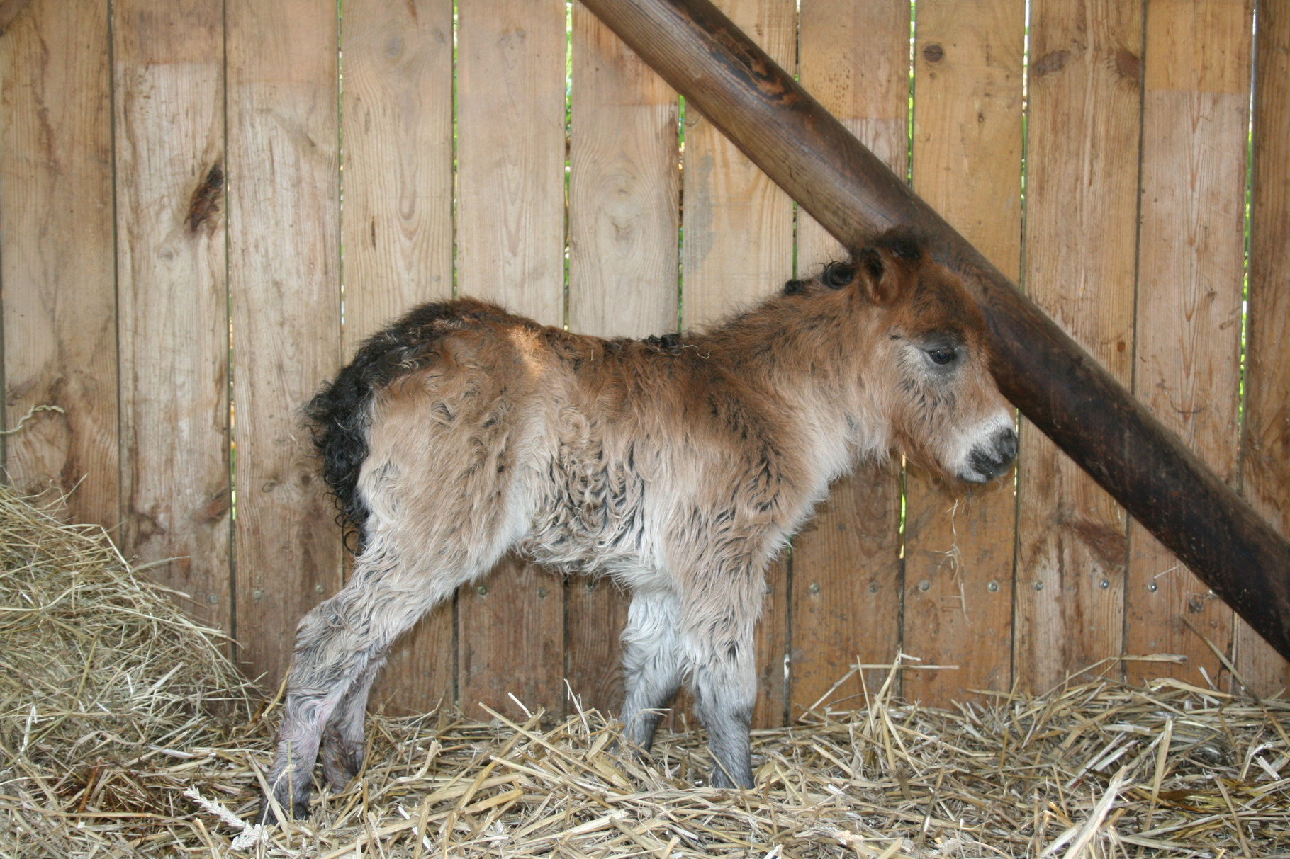 Fripon d'Isabel - Site de shetlandisabel