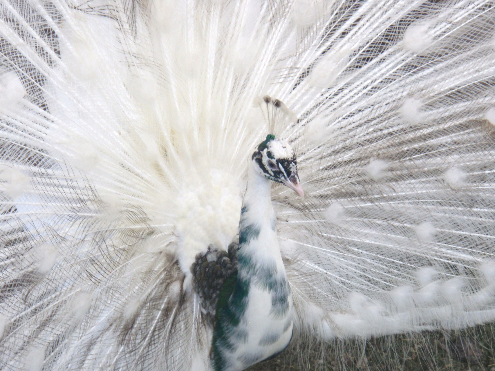 Pavo Real Verde de la India - venta de pavorreales, pavo real blanco ...