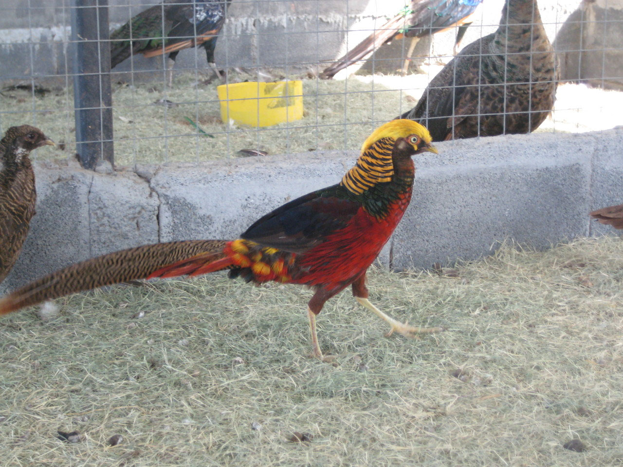 Faisán Dorado Rojo - venta de pavorreales, pavo real blanco, faisan dorado