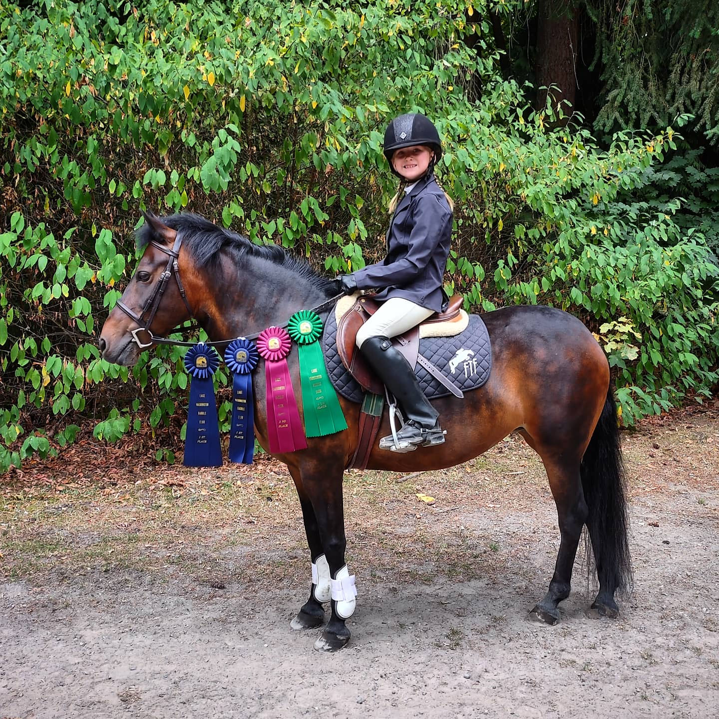 Training Sales Showing & More - sl-equestrian