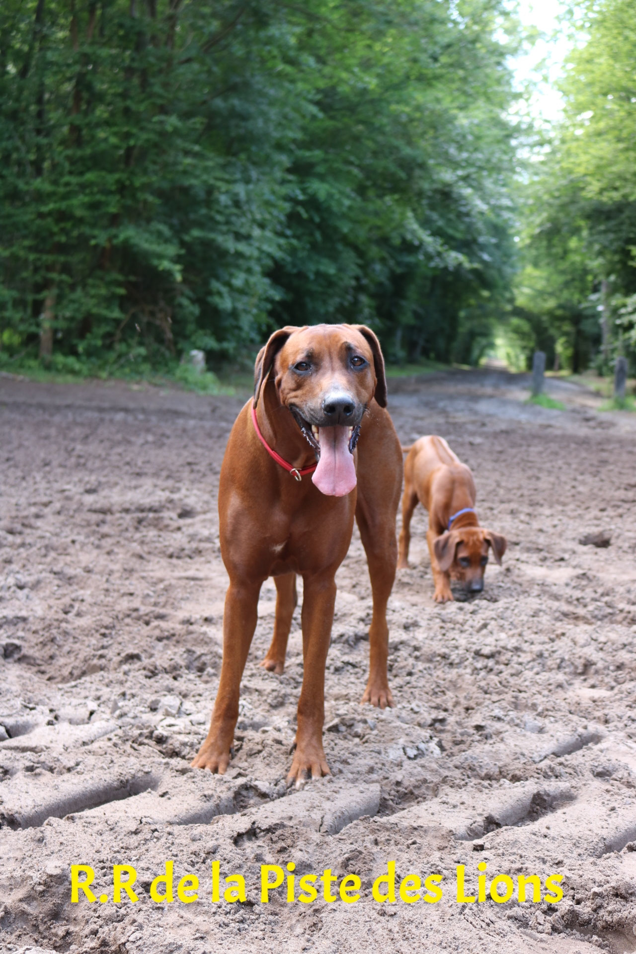 Elevage de La Piste des Lions - Rhodesian Ridgeback - Rhodesian ...