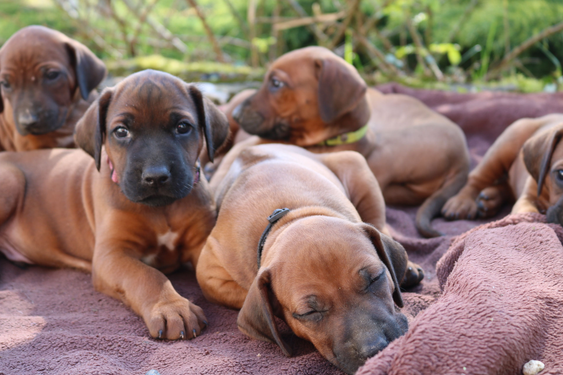 NEMEROD DE LA PISTE DES LIONS - Rhodesian Ridgeback france - chiots à ...