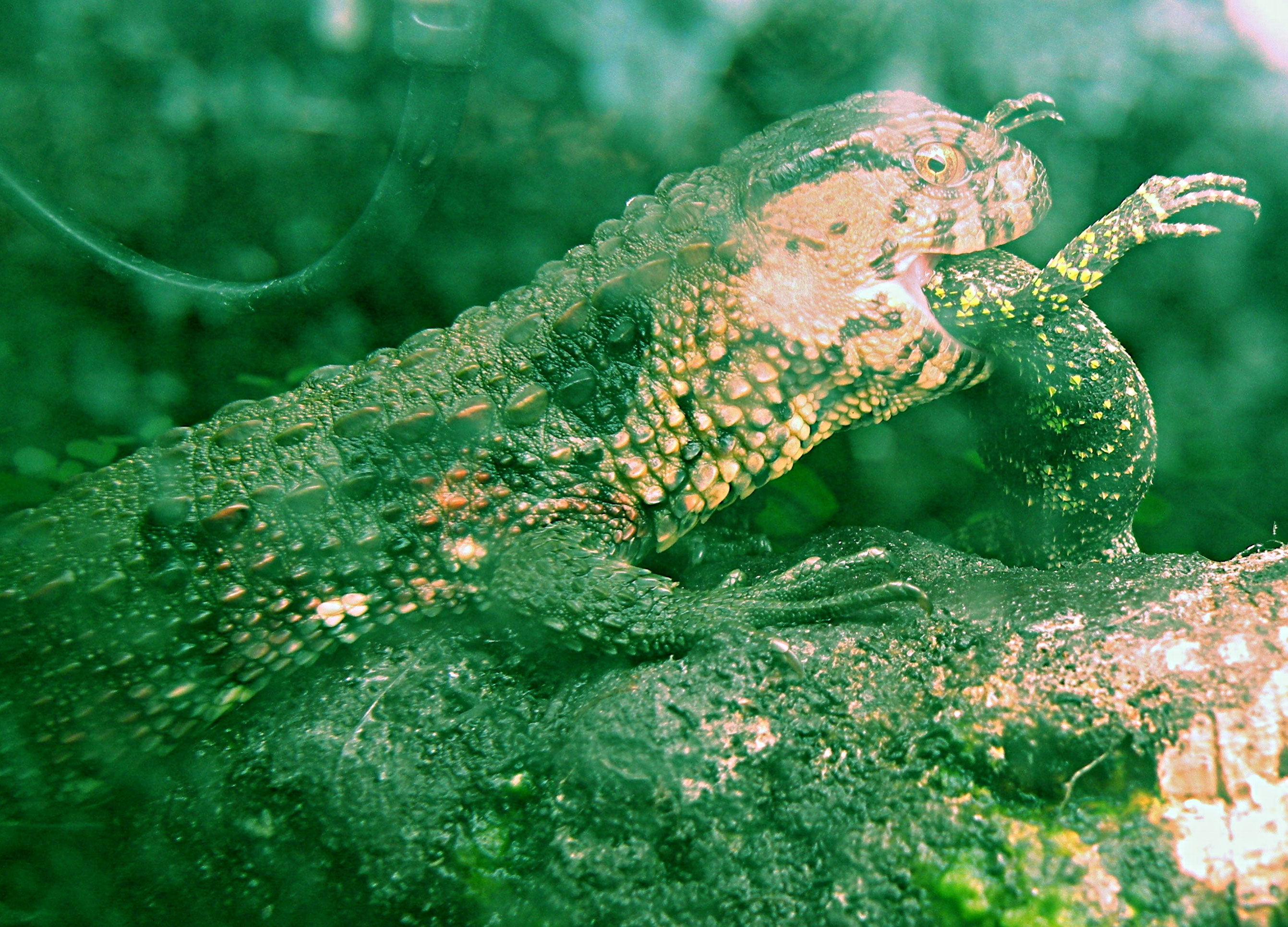 Artenmix - kaleidoskop-der-naturnahes Webseite!