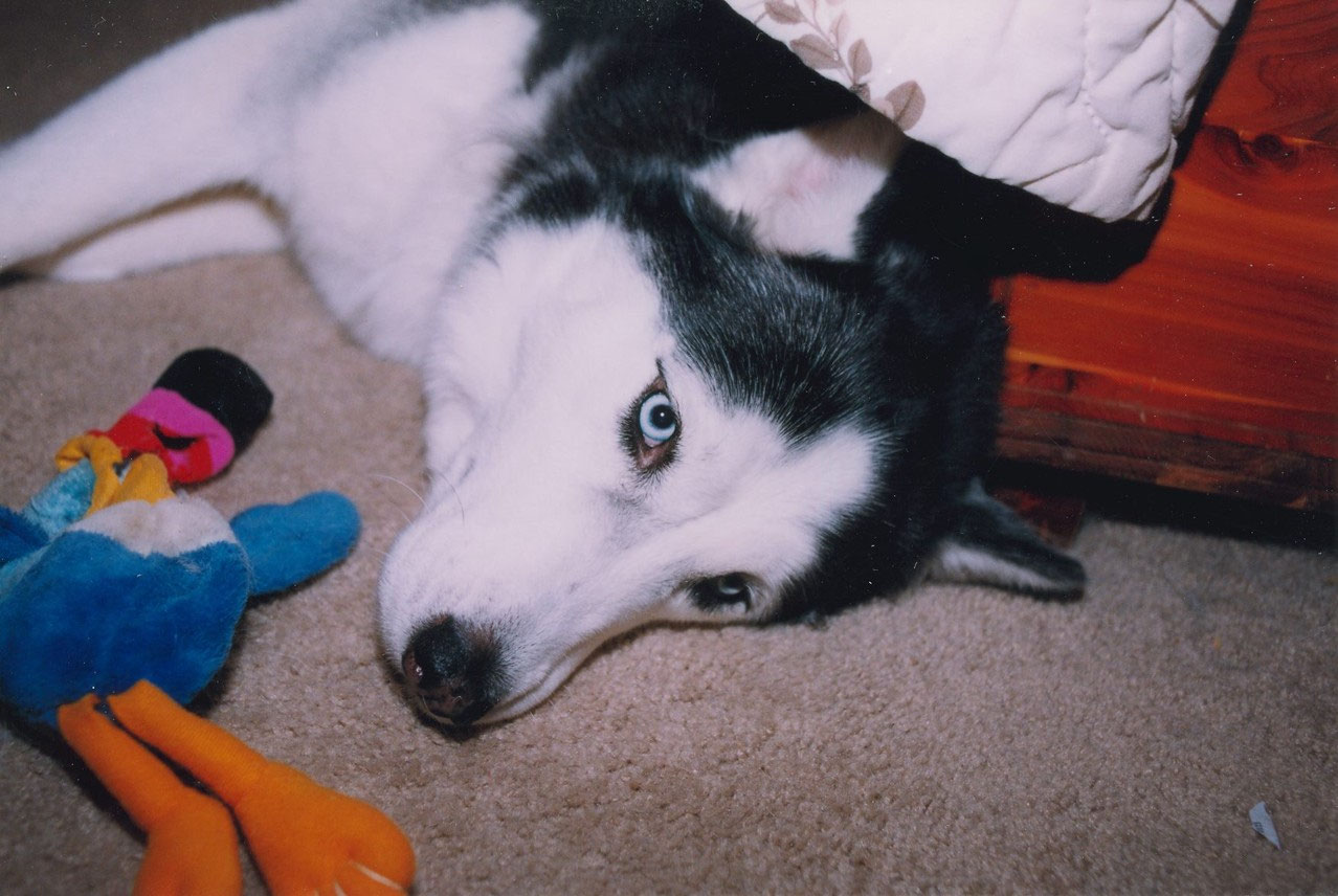 Tashas Story - Mike Holt The story of Tasha.