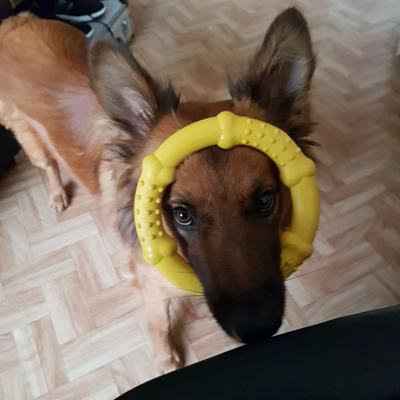 Harzer Fuchs Zucht - harzer-fuechse Webseite!