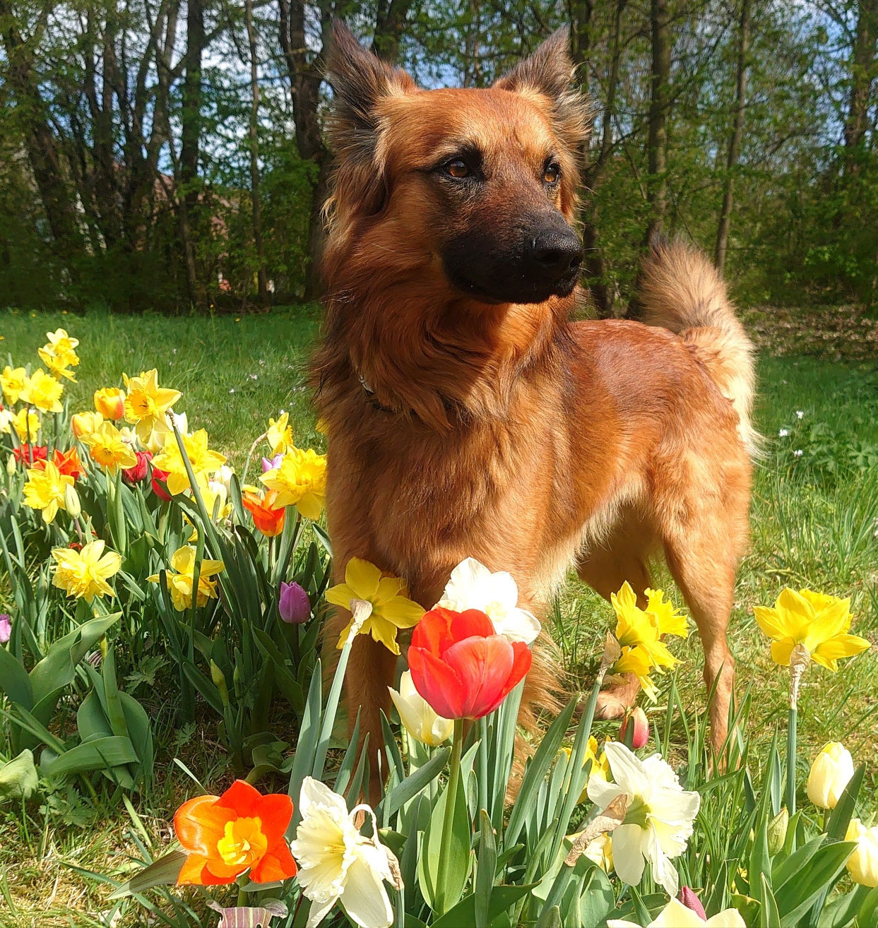 Harzer Fuchs Zucht - harzer-fuechse Webseite!