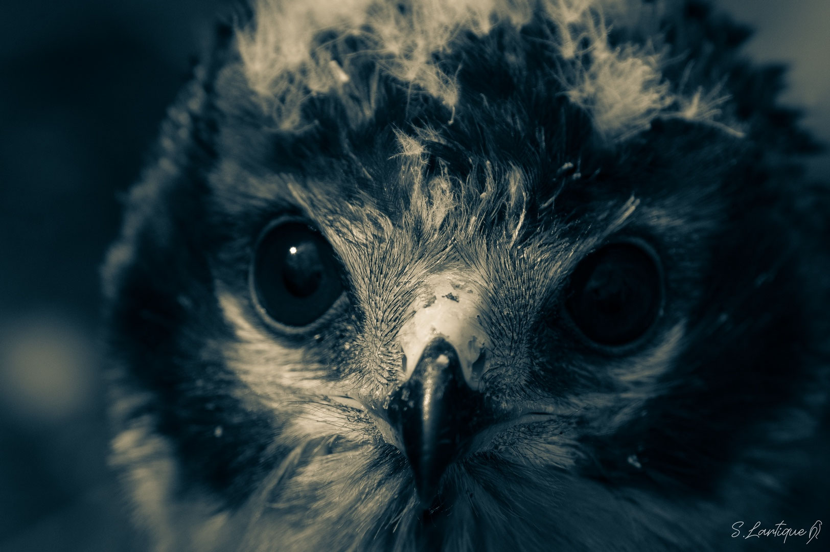 Photos & Vidéos - Asso Buteo