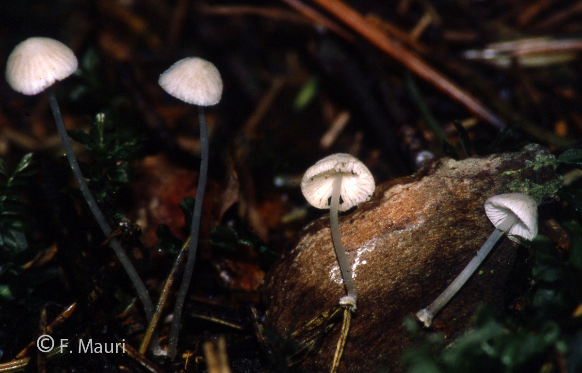 Mycena stylobates - Benvenuti su gmvmonza! vittadini