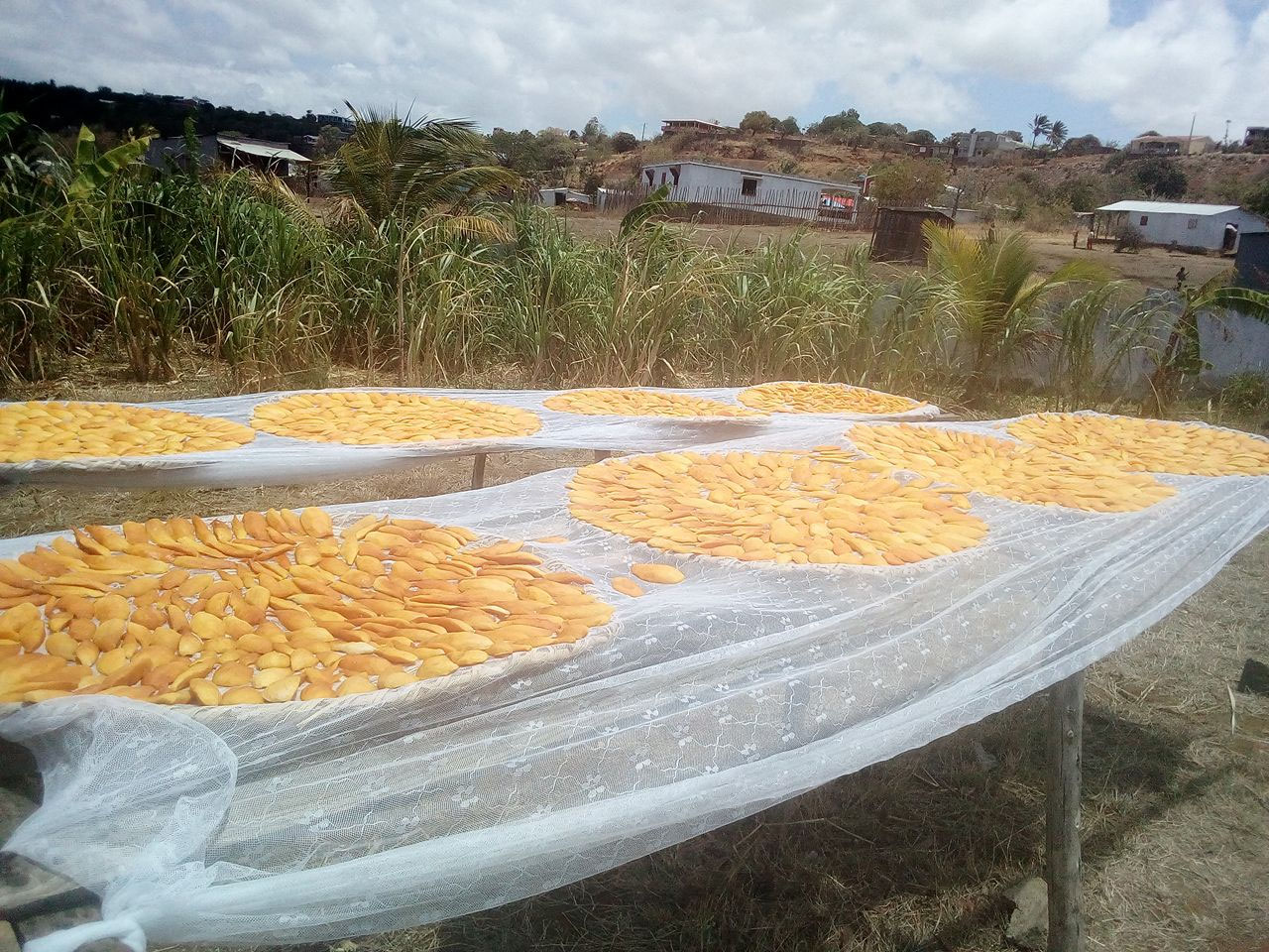 LE SECHAGE DES FRUITS AU SOLEIL A MADAGASCAR - www.epicesdemadagascar.net