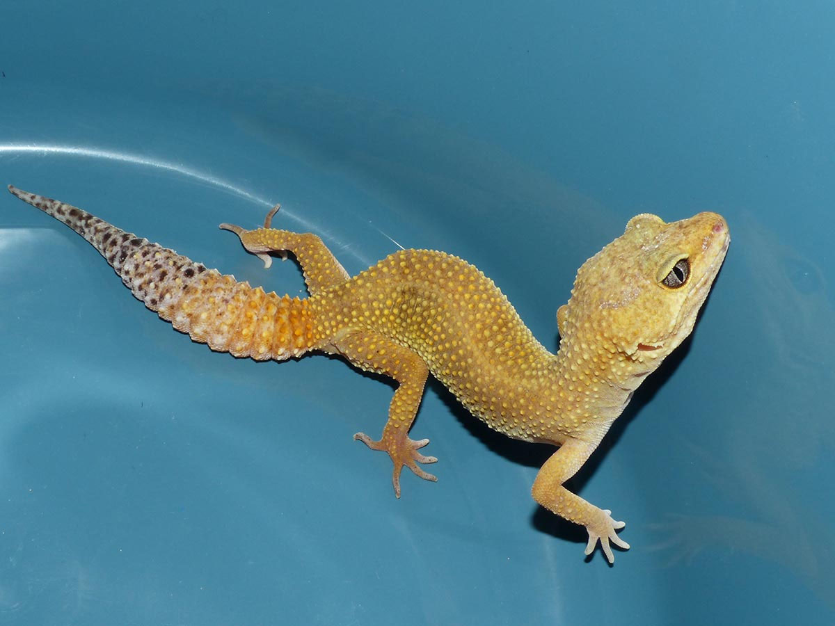 Fotogalerie - SD-Leopardgeckos