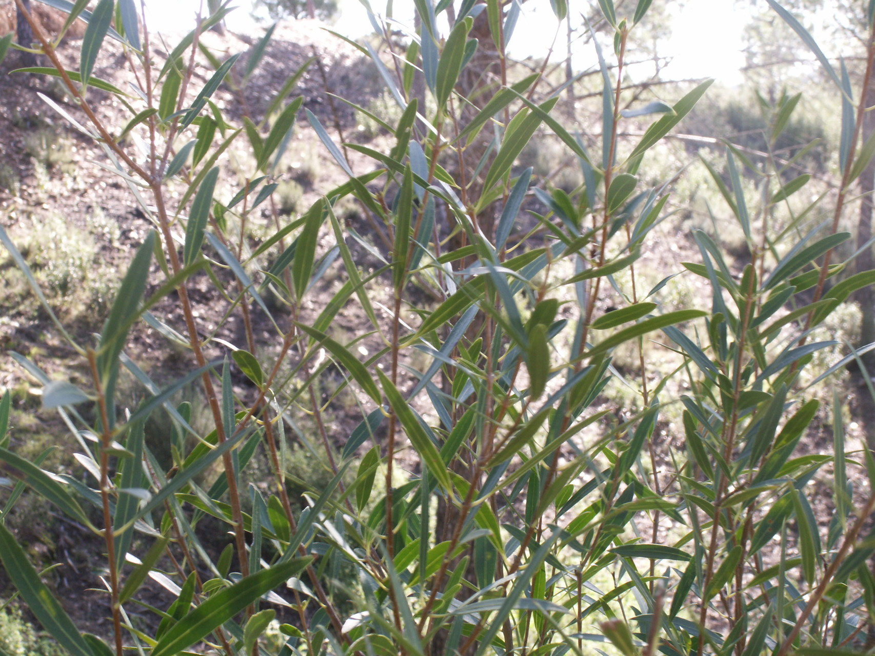 FAMILIA OLEÁCEAS - Página Jimdo de iberoflora