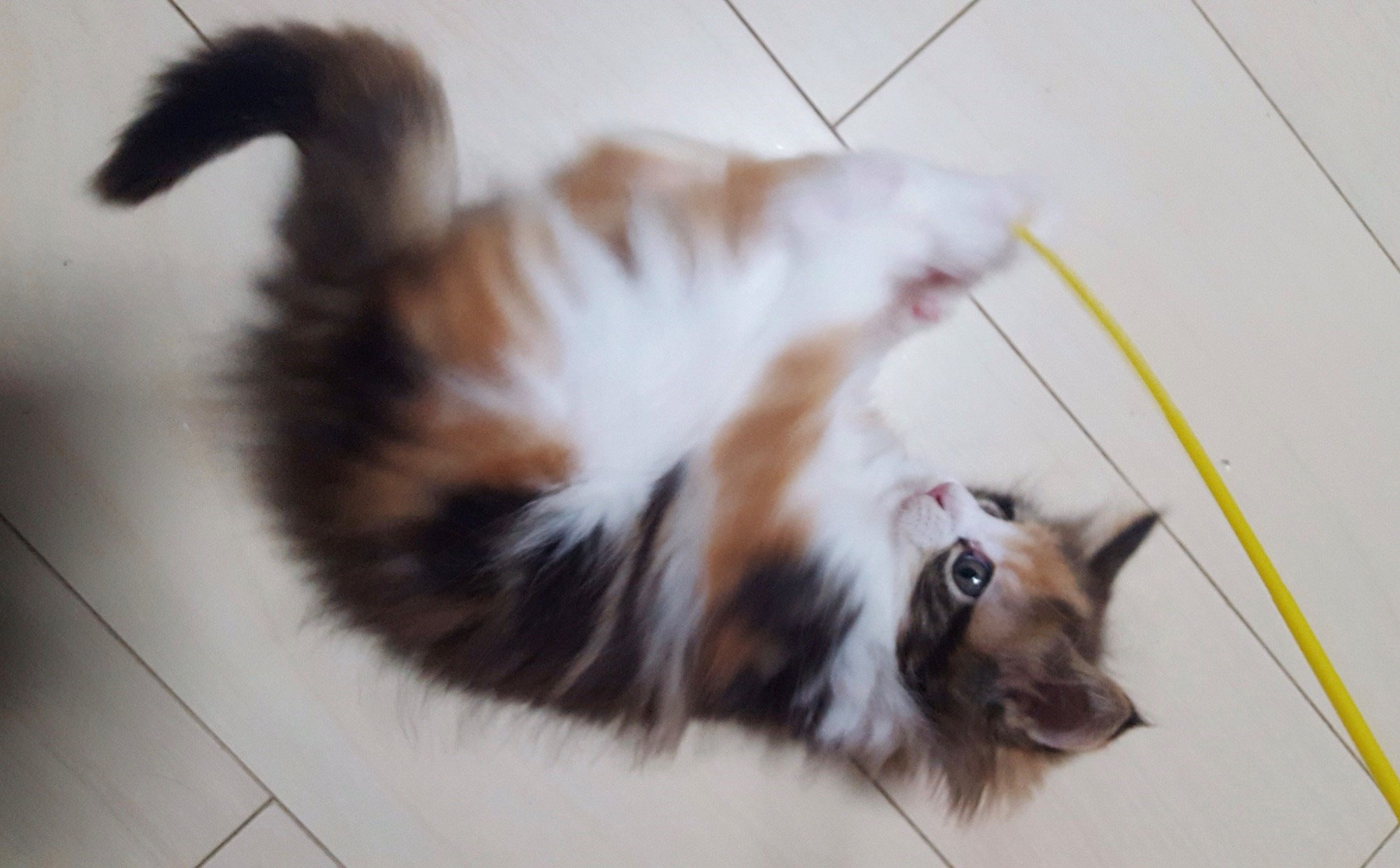 ハレポーポキとは - hale-popoki ページ！