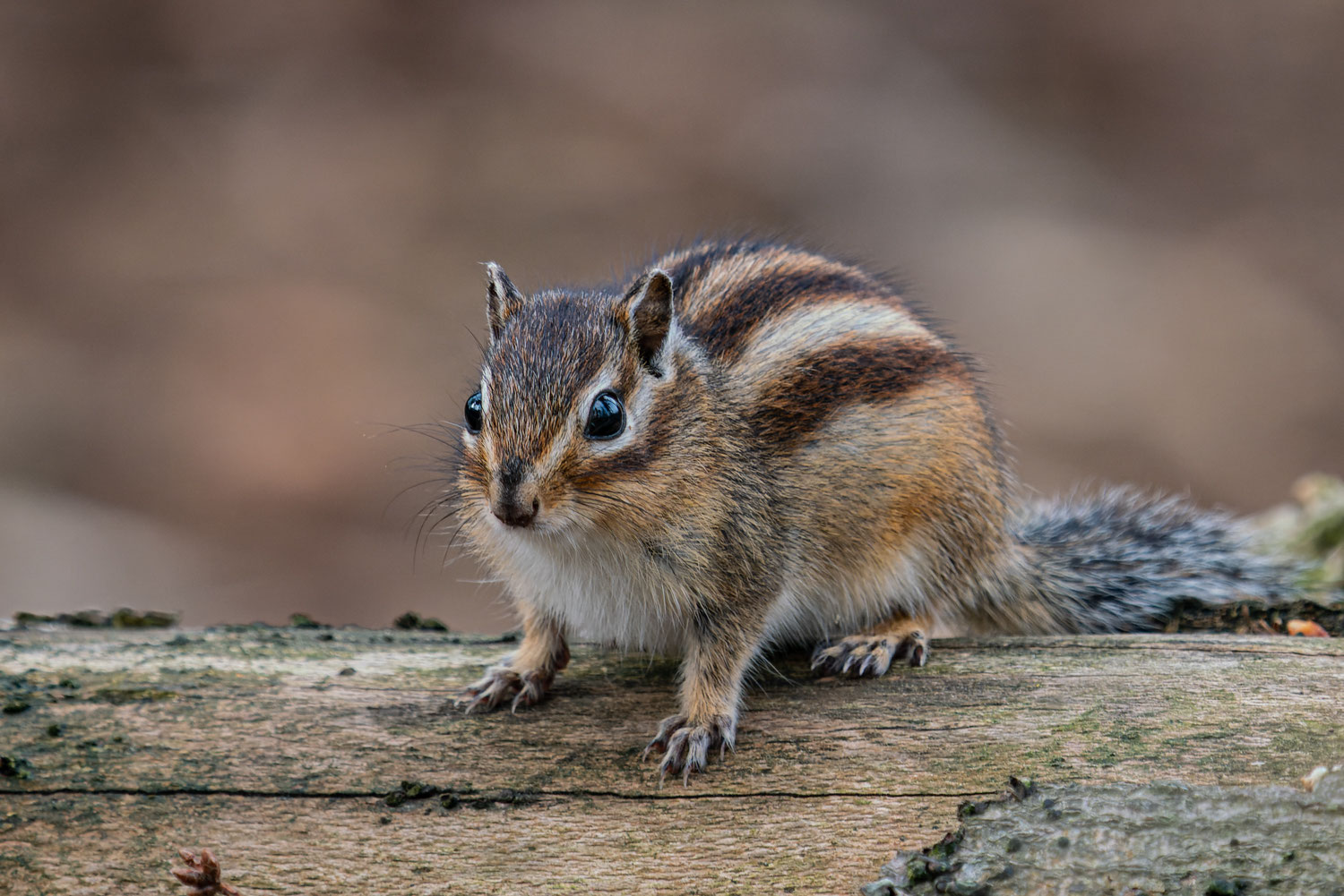 Roodstaart Chipmunk Risico Assessment Uitheemse Eekhoorns