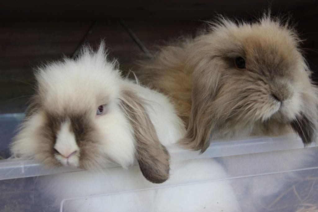 Les chouchoux ! - mespetitsdoux : lapins nains et géants béliers et ...
