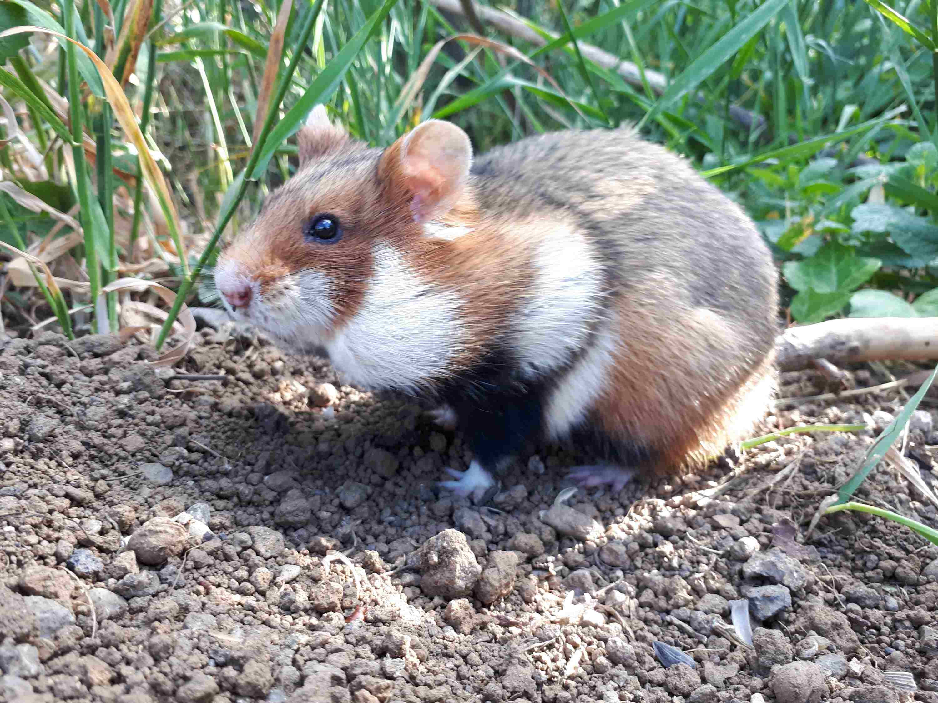 Feldhamster (Cricetus cricetus) - Naturakademie Burgenland