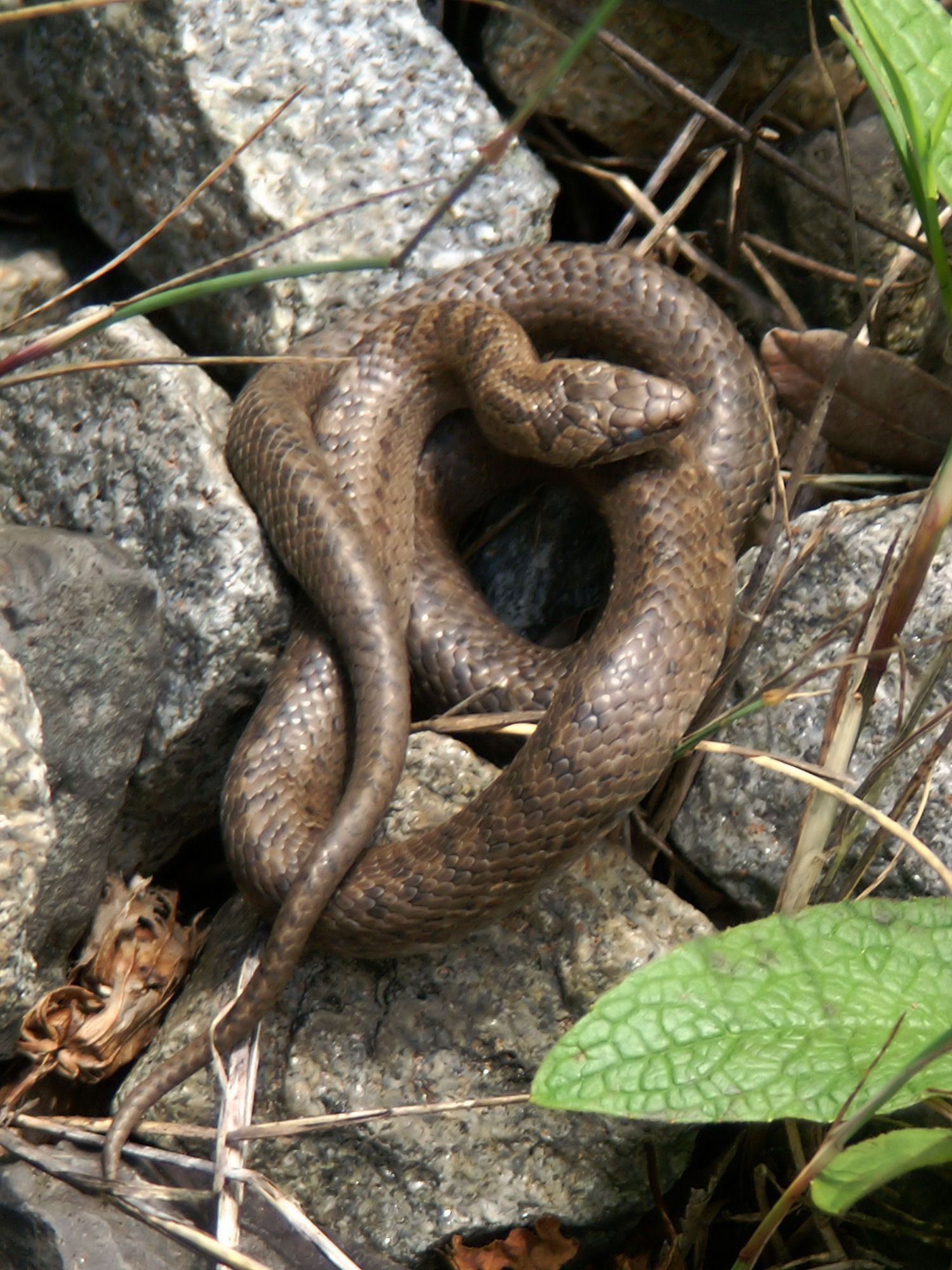 Schlingnatter (Coronella austriaca) - Naturakademie Burgenland