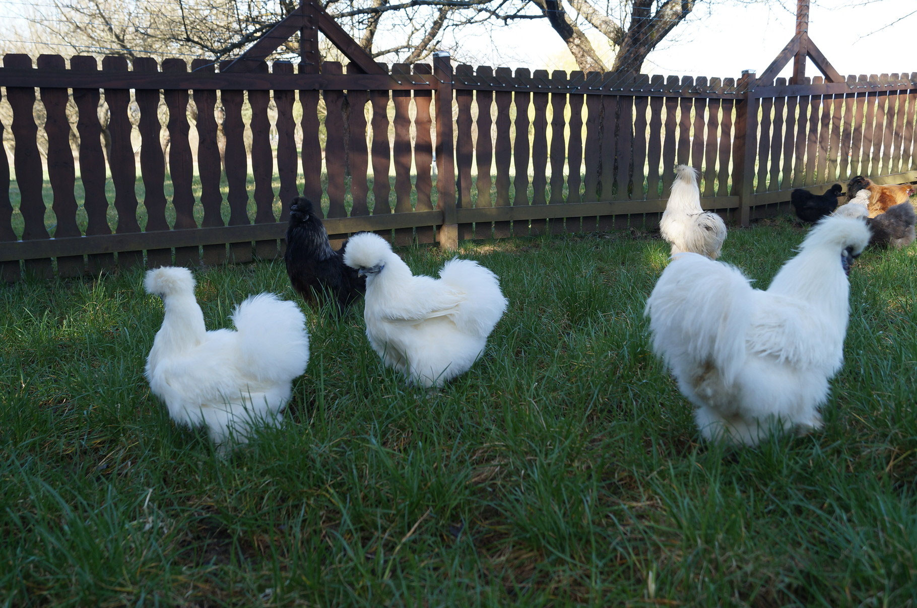 Möchtest du Seidenhühner kaufen? - WU GU JI - Seidenhühner