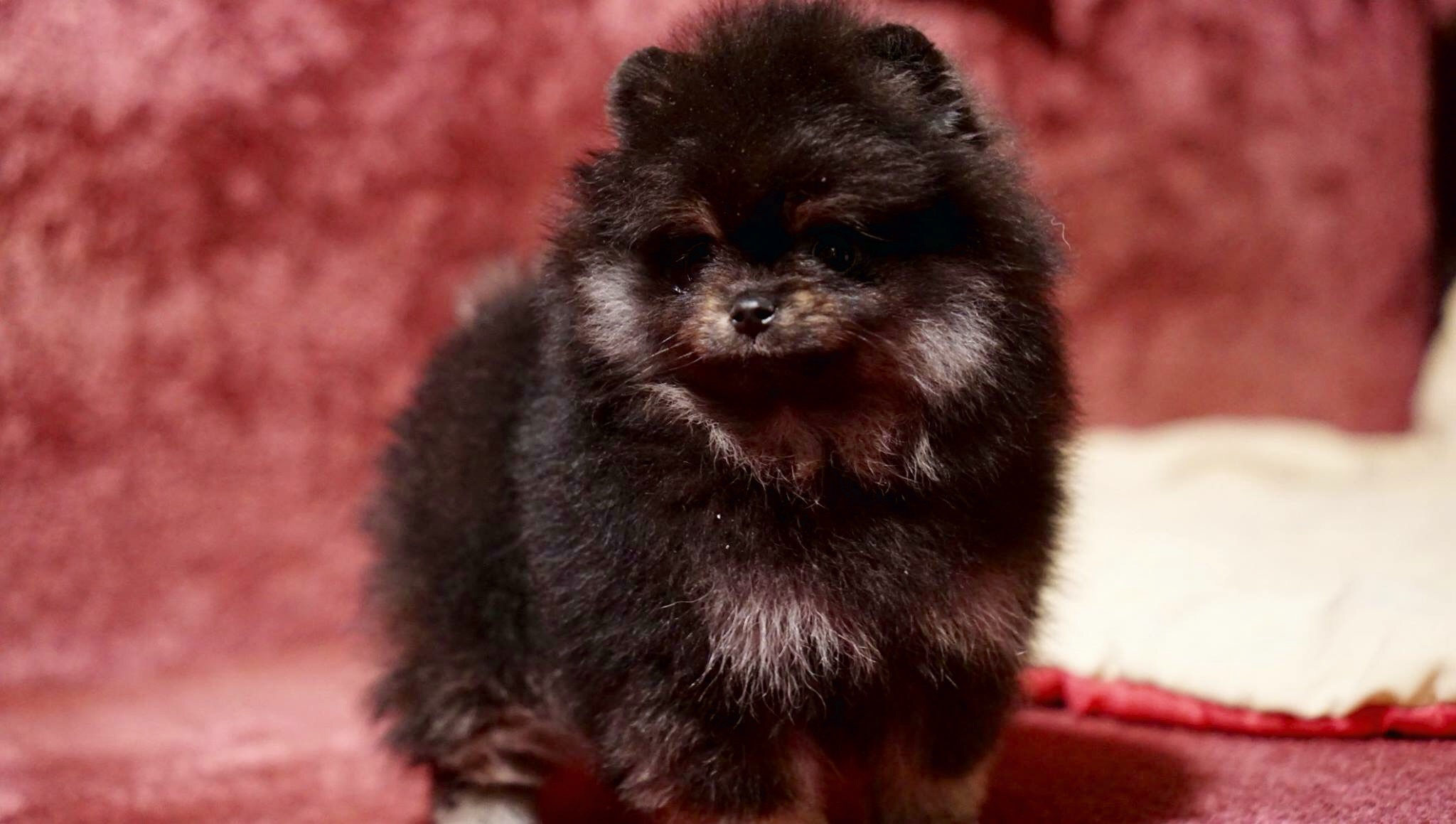 PRIMA LADY SWEET ♀ - junassland