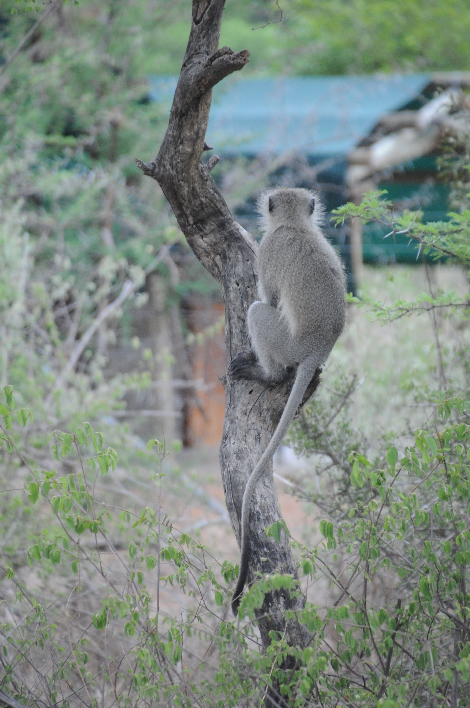 Singes - Photos par Dominique Salé