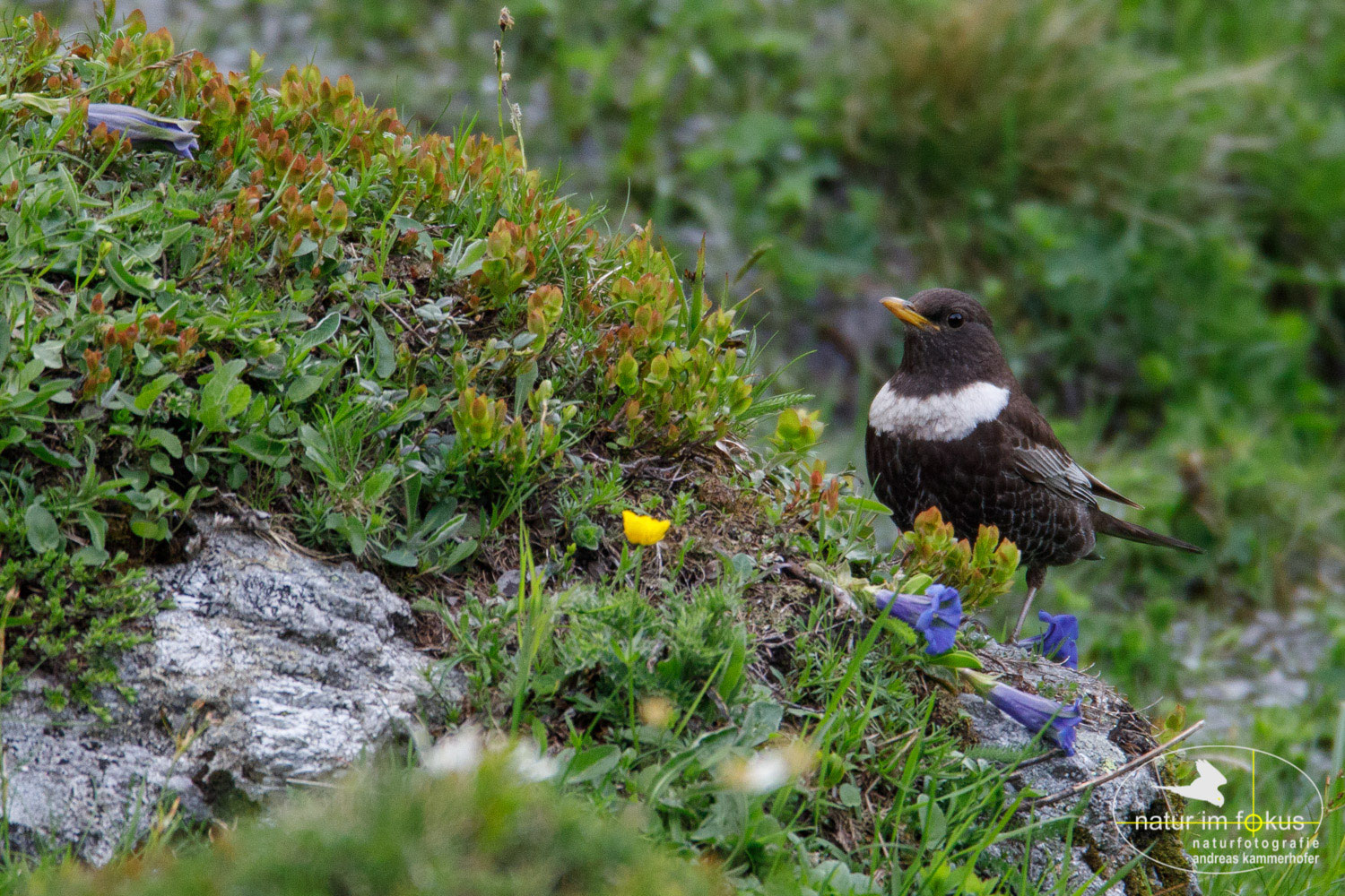 Ringdrossel - Naturfotografie Andreas Kammerhofer