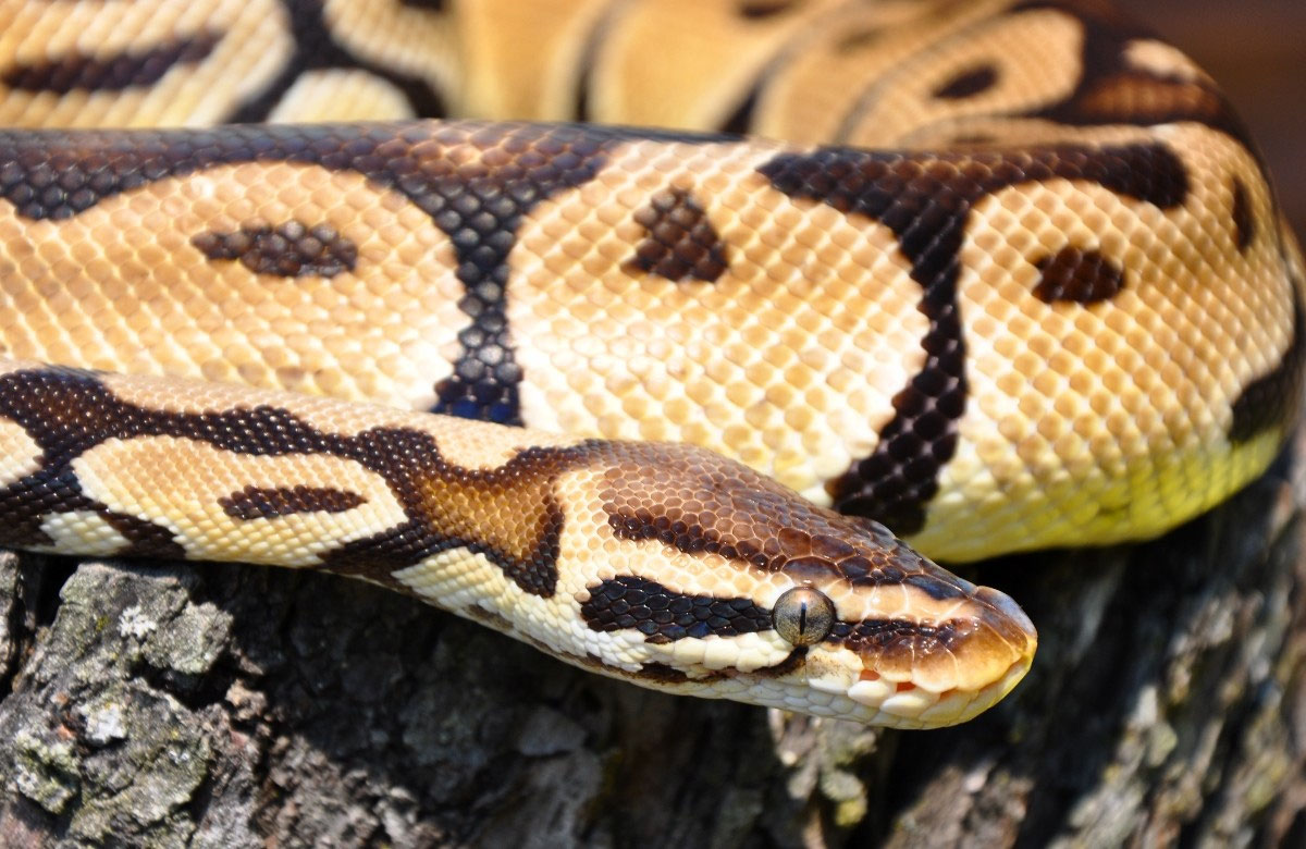 Schlangen - HaZe-Reptiles