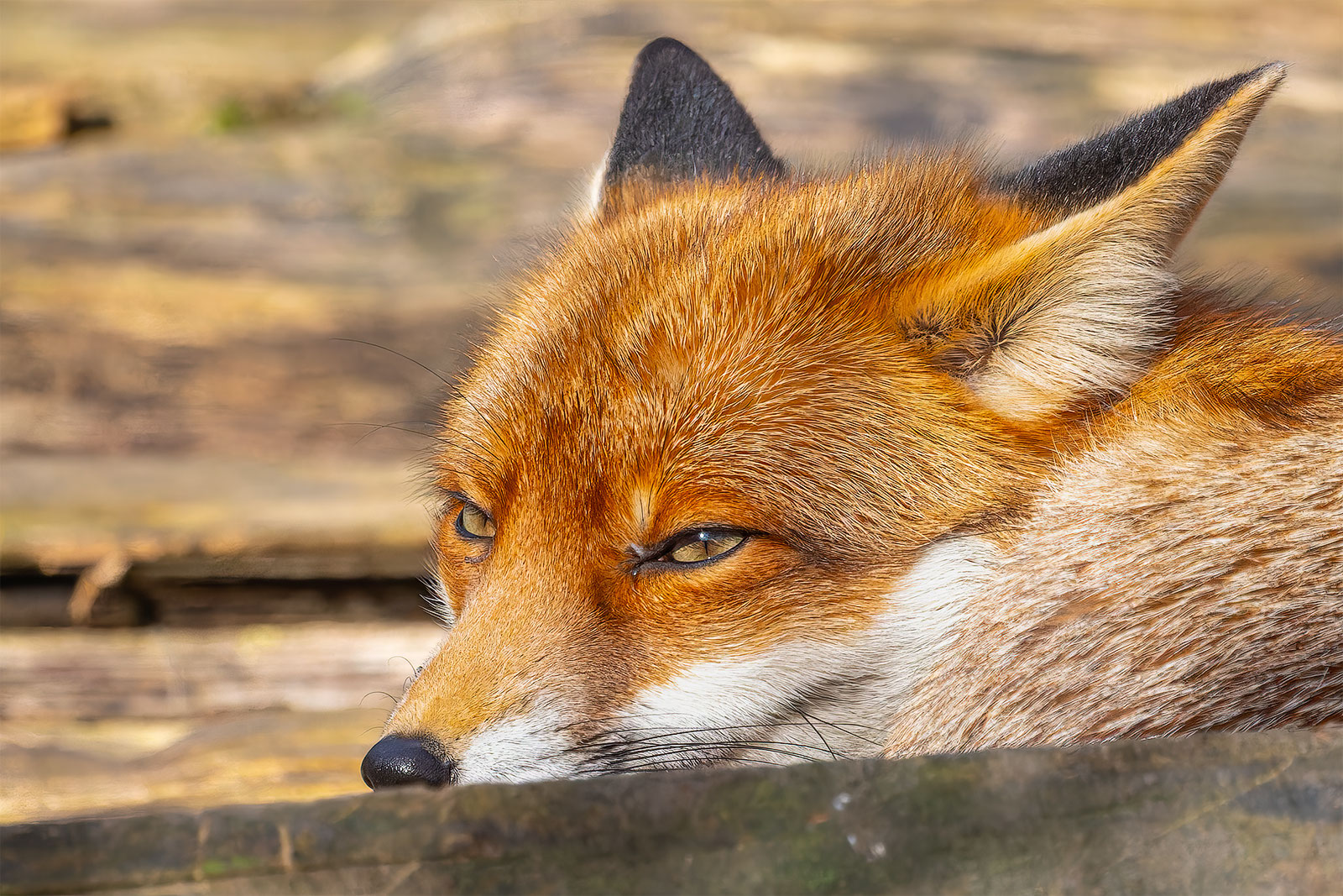 Fuchs - momente-der-schoepfung.ch