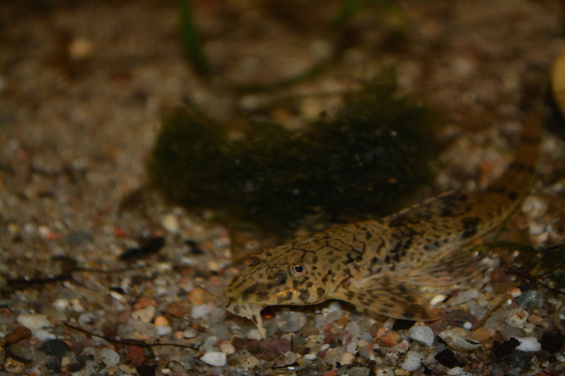 Catfishes - Mesonauta