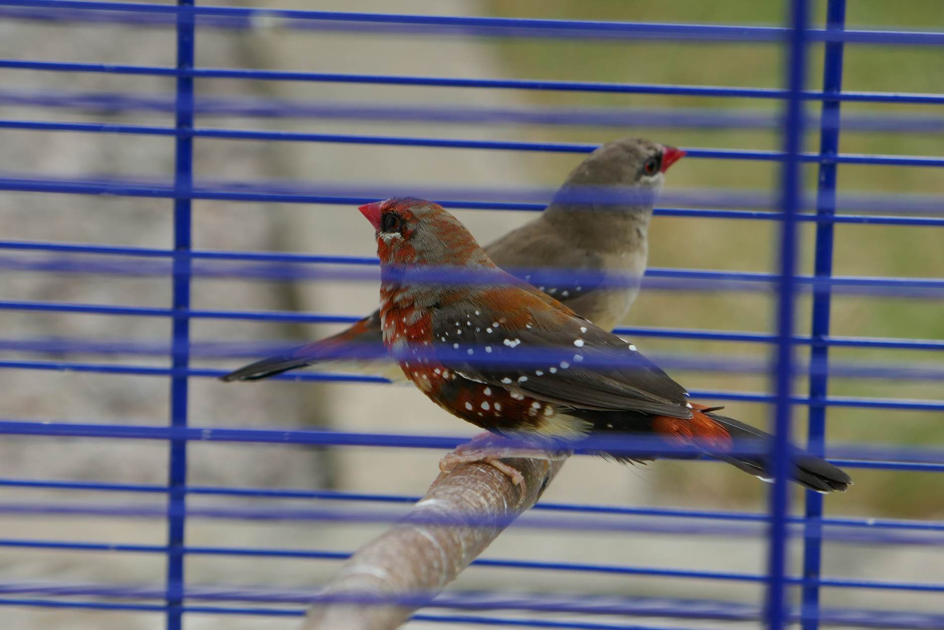 Tigerfink - gepa-prachtfinken.jimdo.com