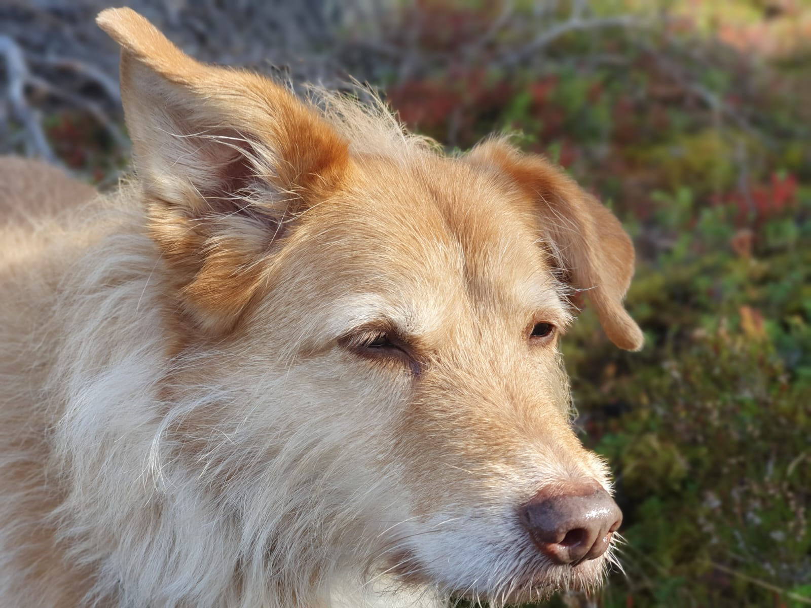 Logo - De website van snuffeltuinen!