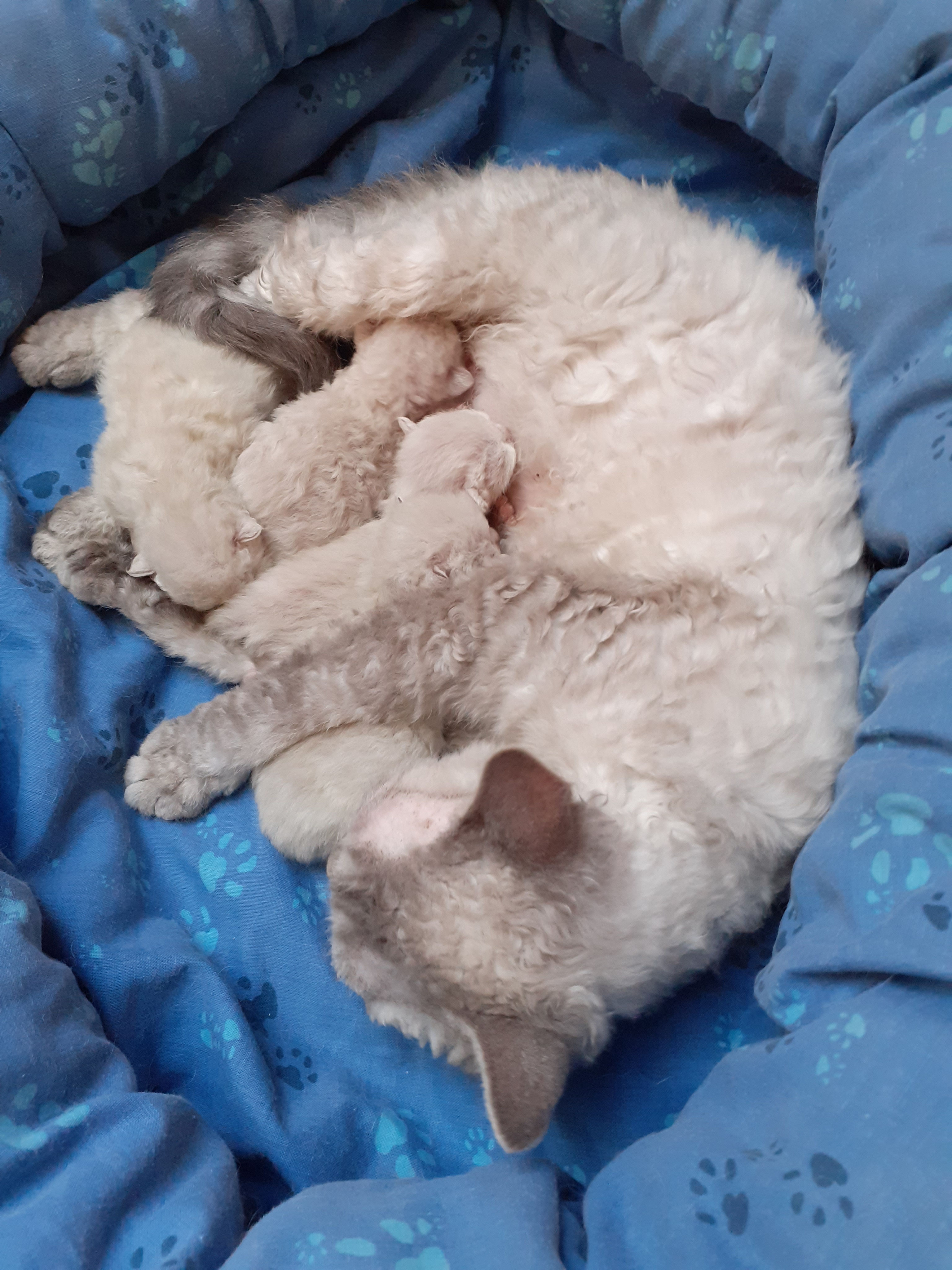 Z-Wurf - löwenkönigs Selkirk Rex Katzen