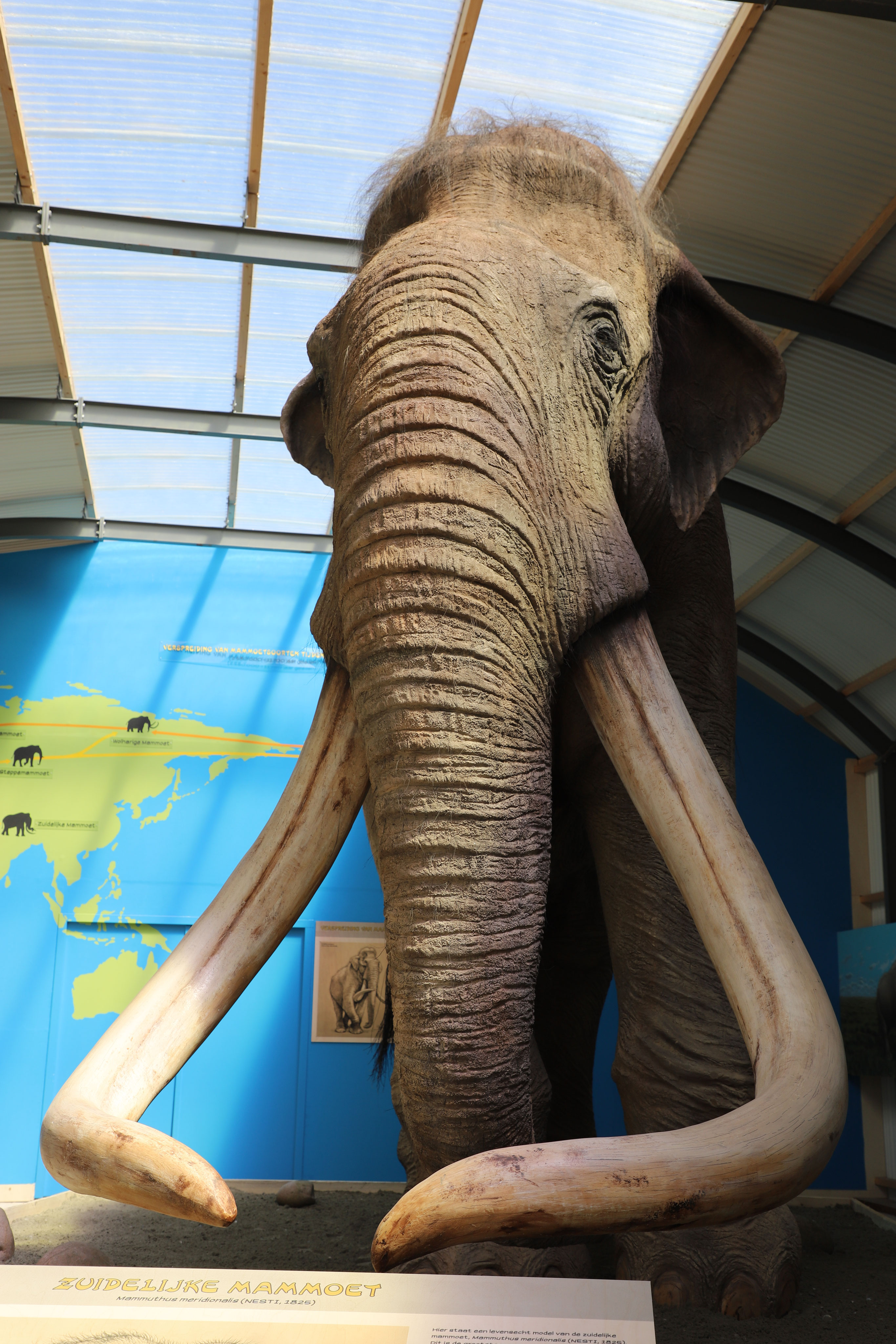 Wildlife models - Sculptures - Moldmaking - Exhibits - Sculptures-Props ...