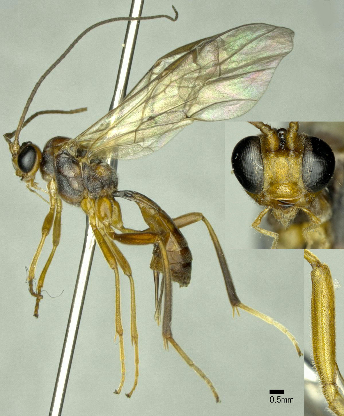 Zele - Image Database of Parasitoid Wasps