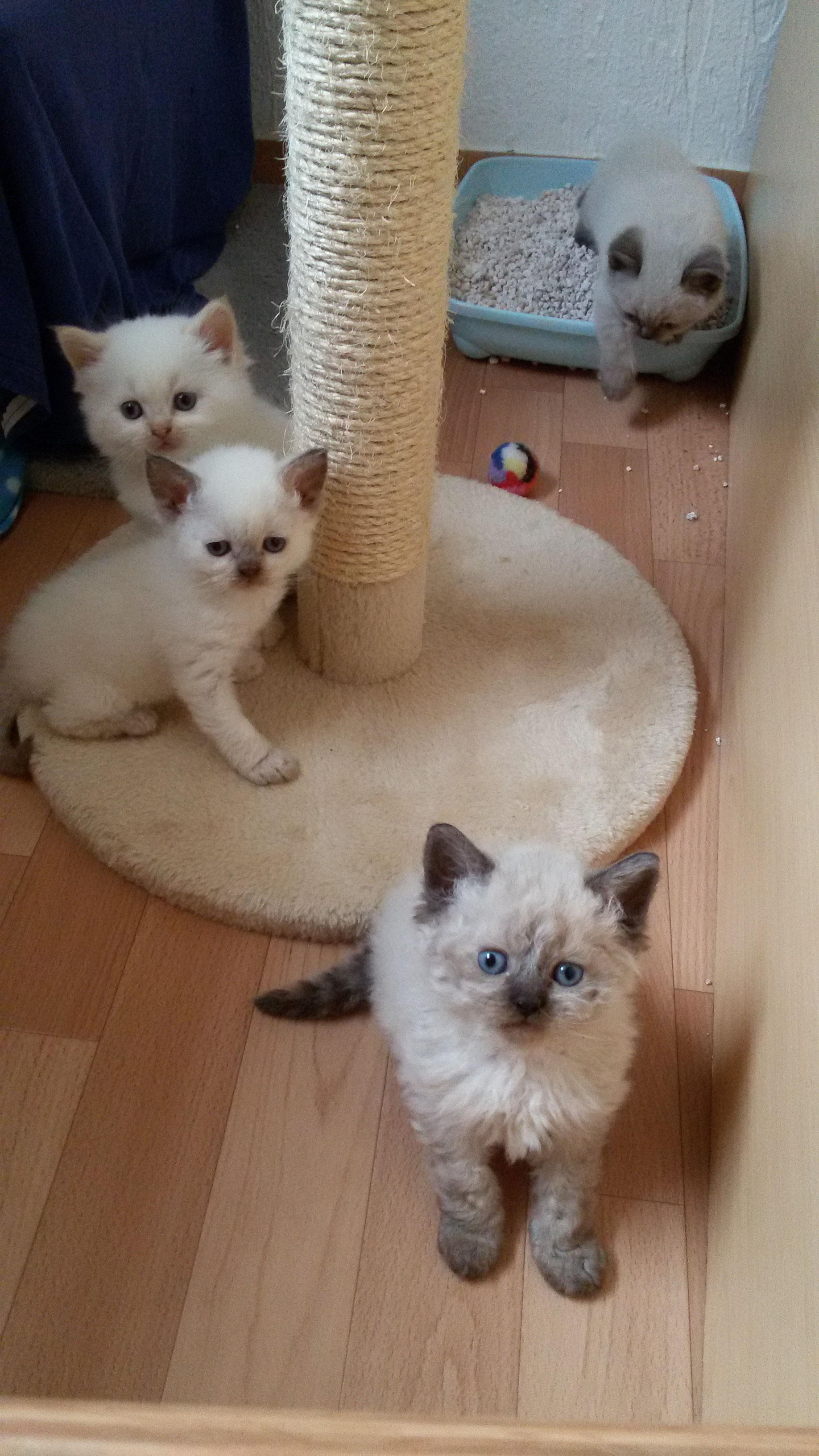 V-Wurf - löwenkönigs Selkirk Rex Katzen