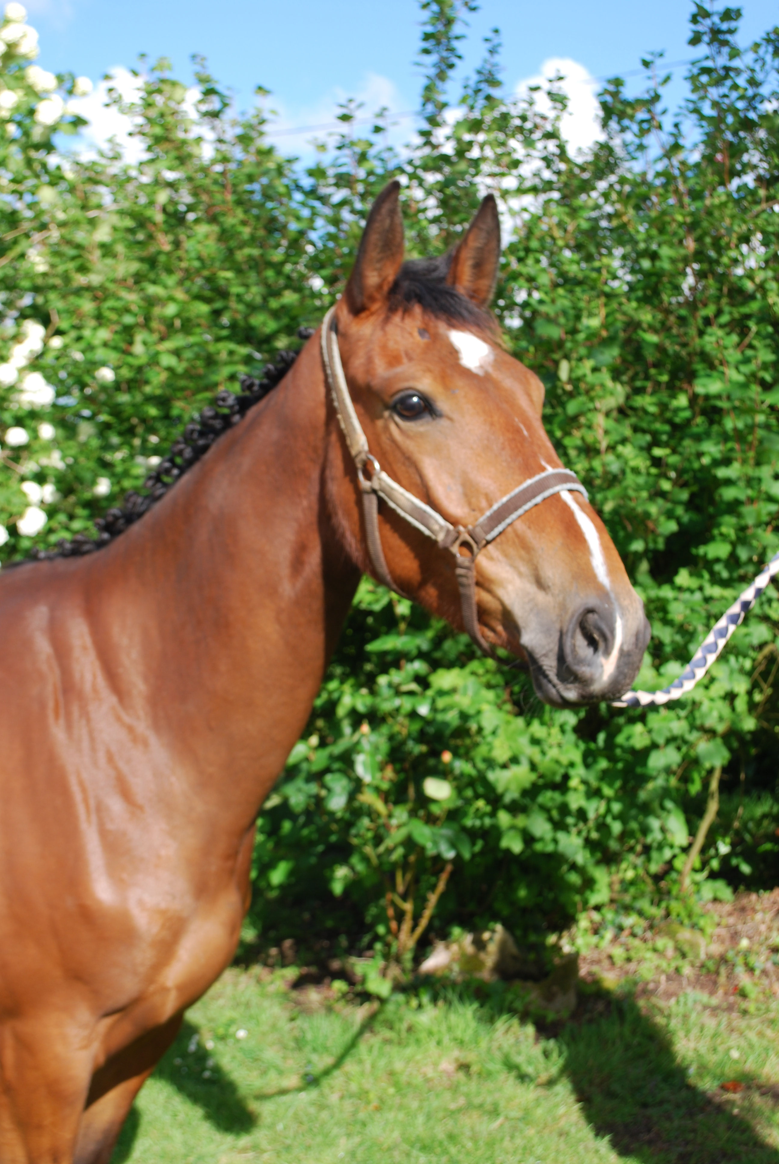 Gaia du Richemont - Site de durichemont