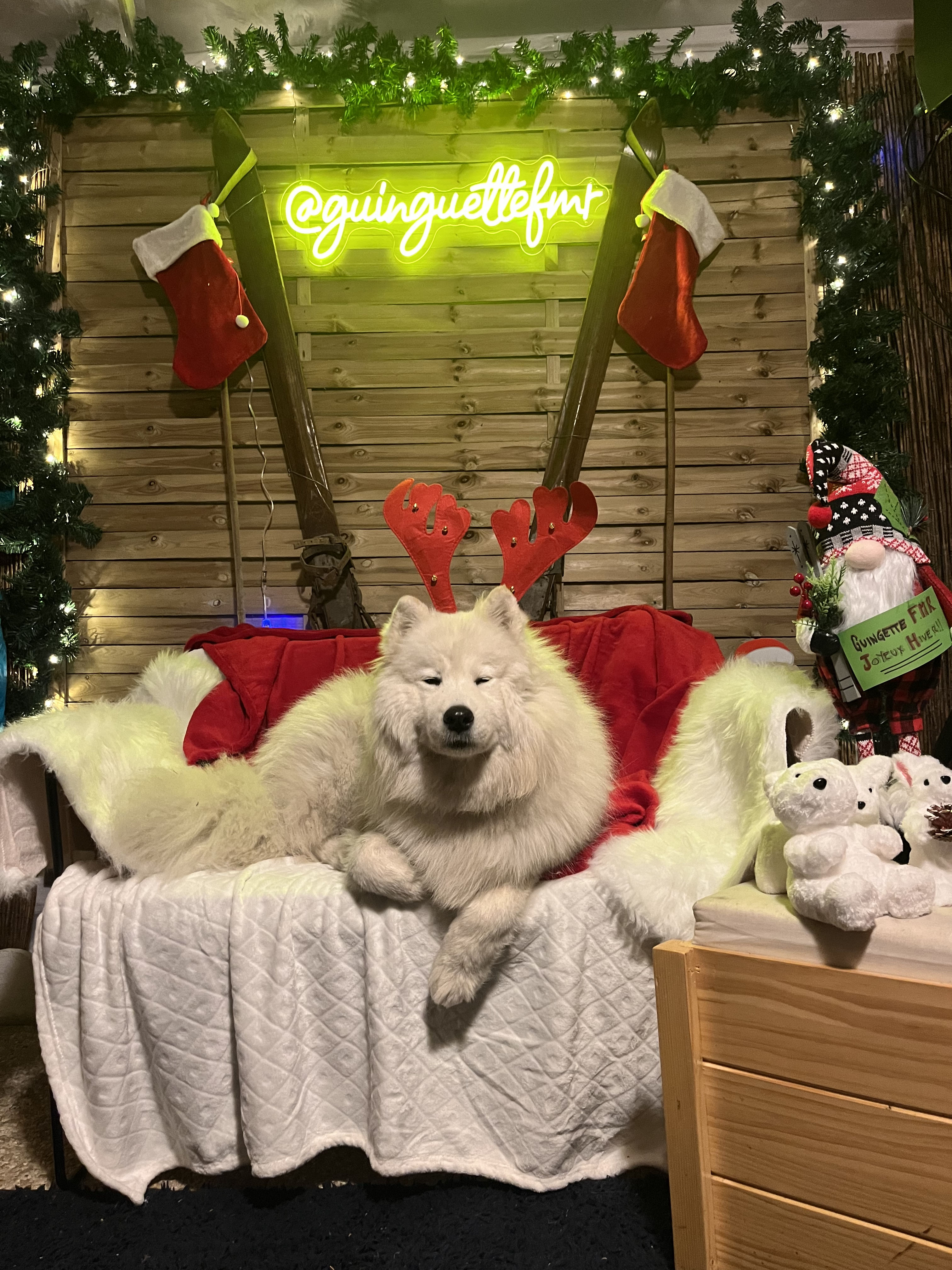 Laska - Site de l'agence Dog Model