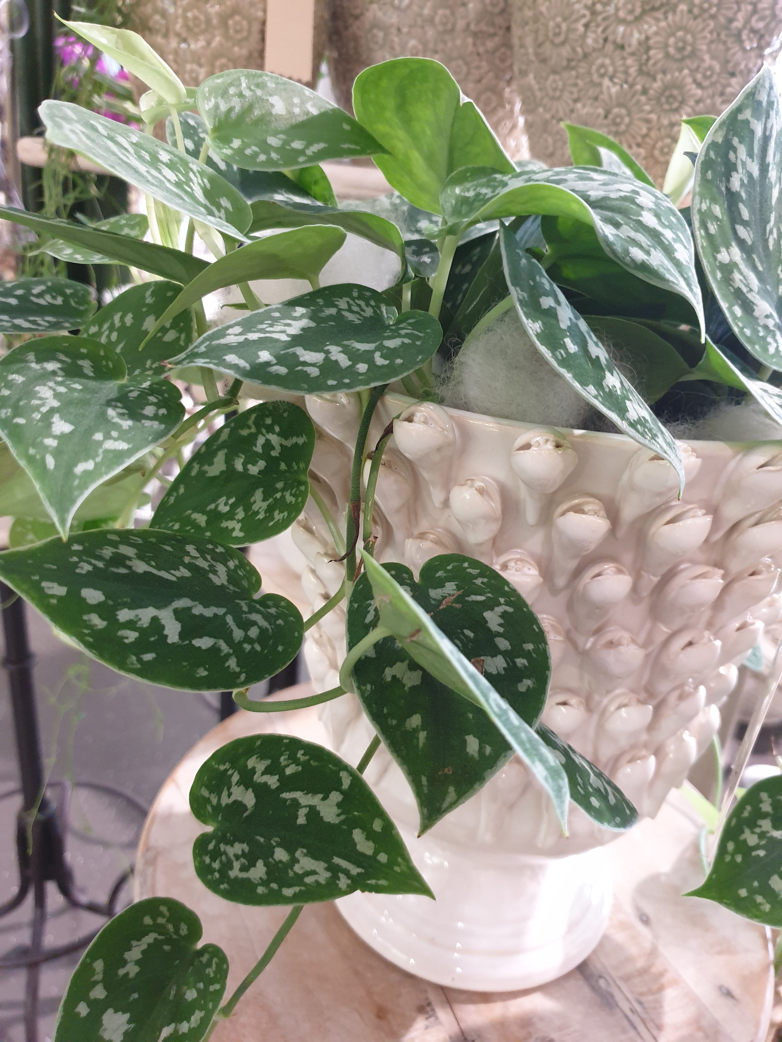 Pflanzen - florever-biel-biennes Webseite!