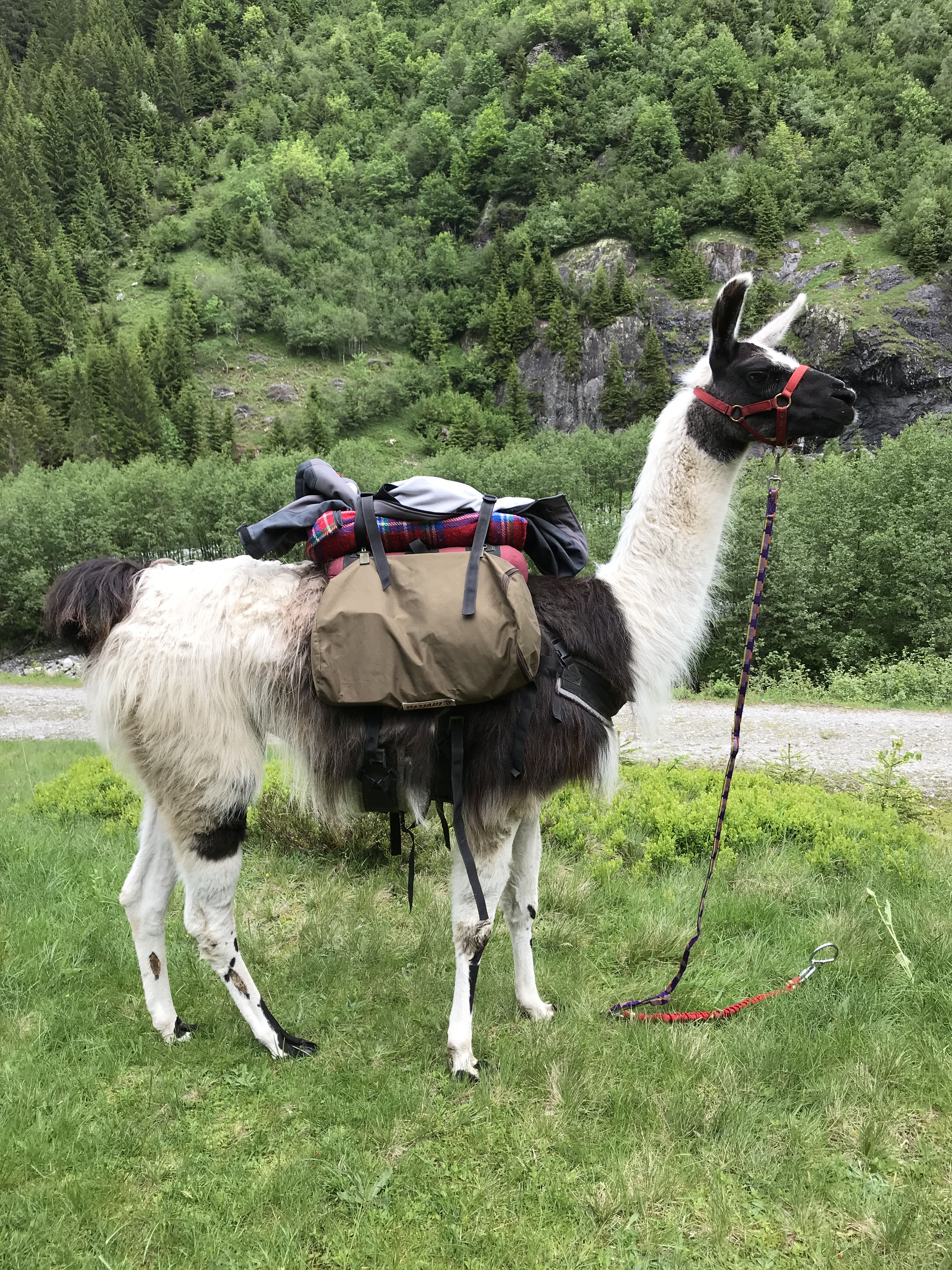 Lama Trekking - bristenlamas Webseite!