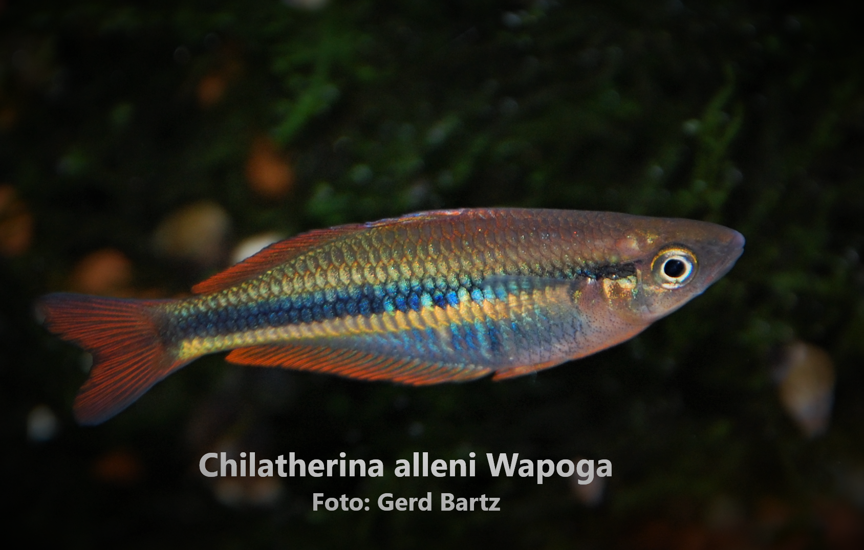 Chilatherina - rainbowfishstable