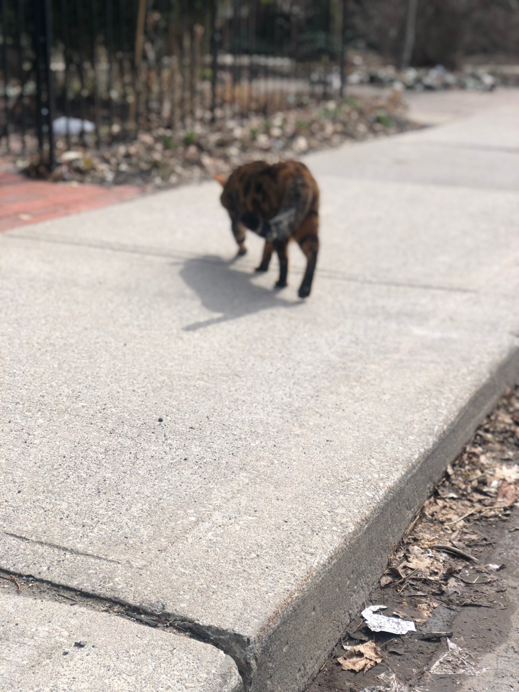 Cat Watching - Gallery Arcturus - the Daily News